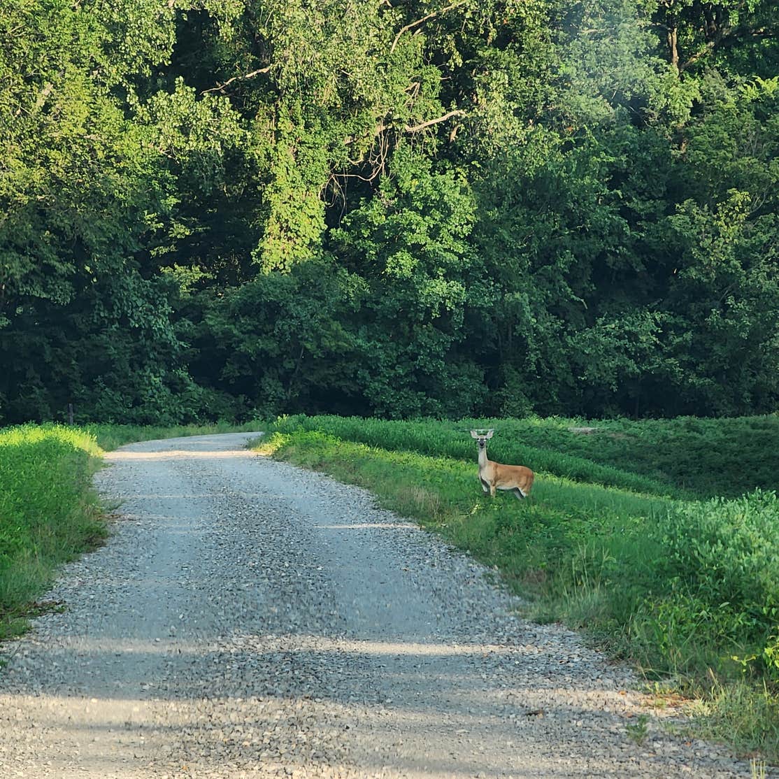 Riverview MDC Donaldson Point Camping | New Madrid, Missouri