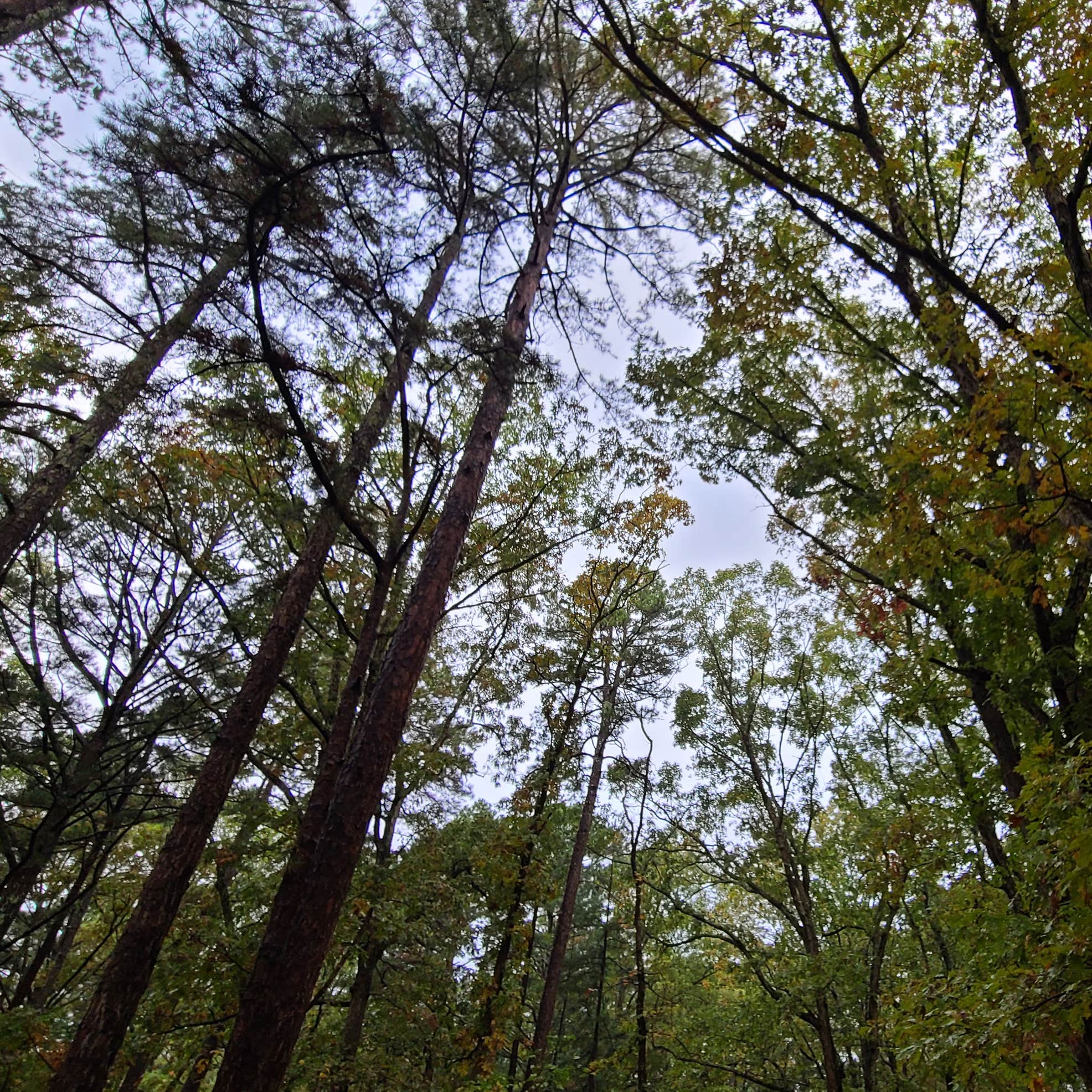 Berryman Trail & Campgrounds - Mark Twain National Forest | Davisville ...