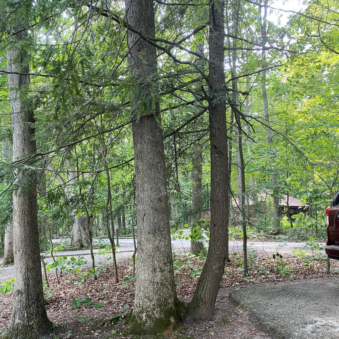 Locust Lake State Park Campground | Barnesville, PA