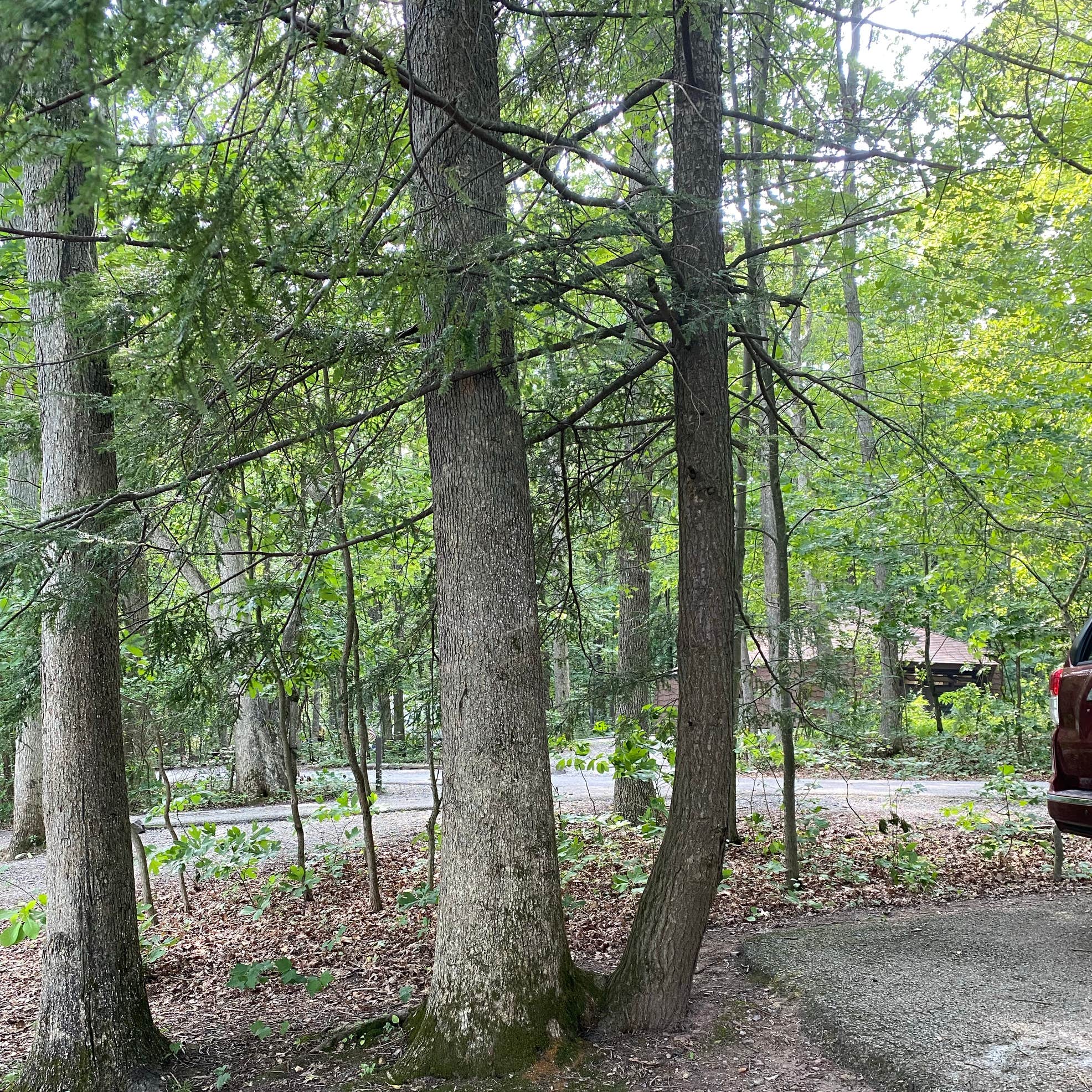 Locust Lake State Park Campground | Barnesville, PA