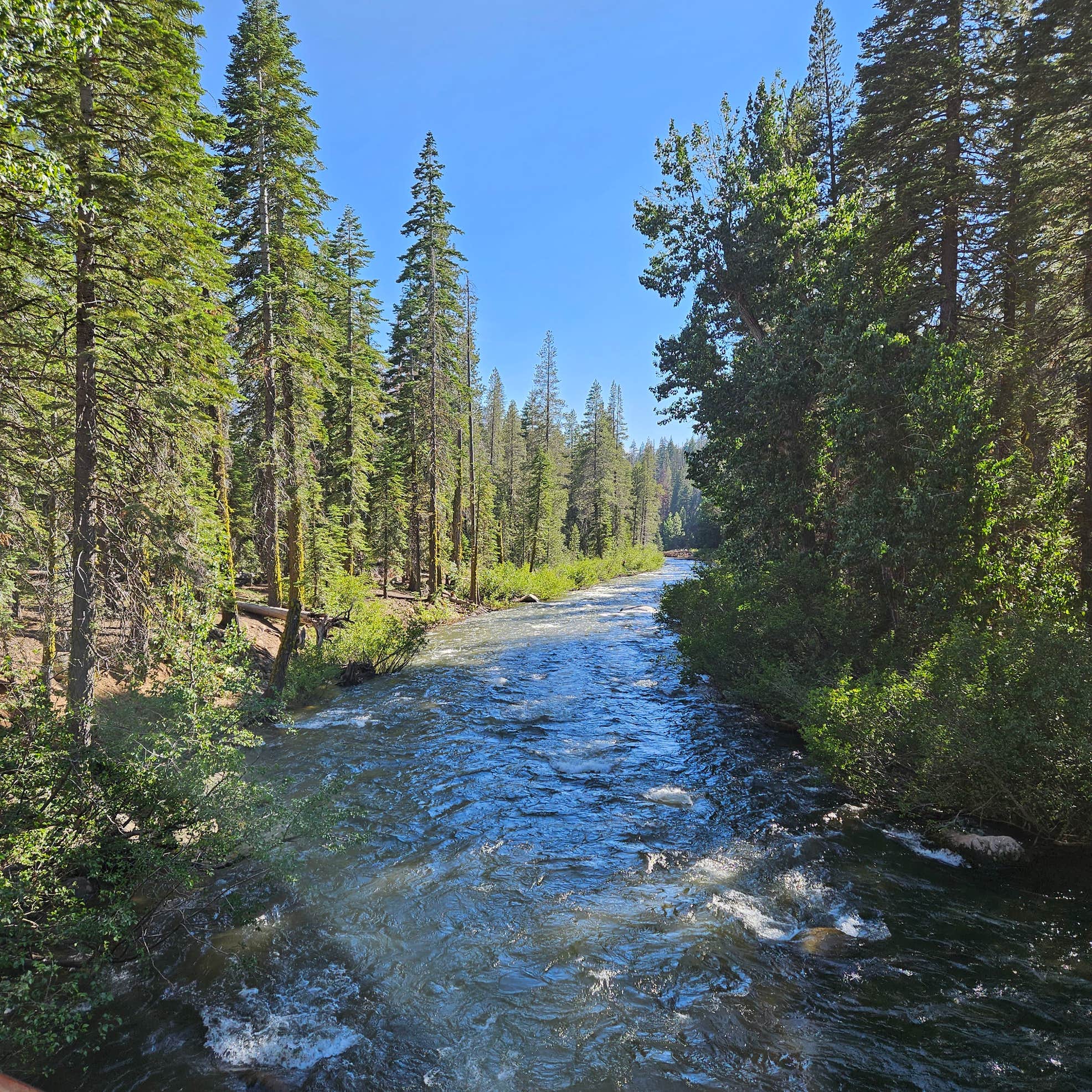 Clark Fork Campground | Bear Valley, California