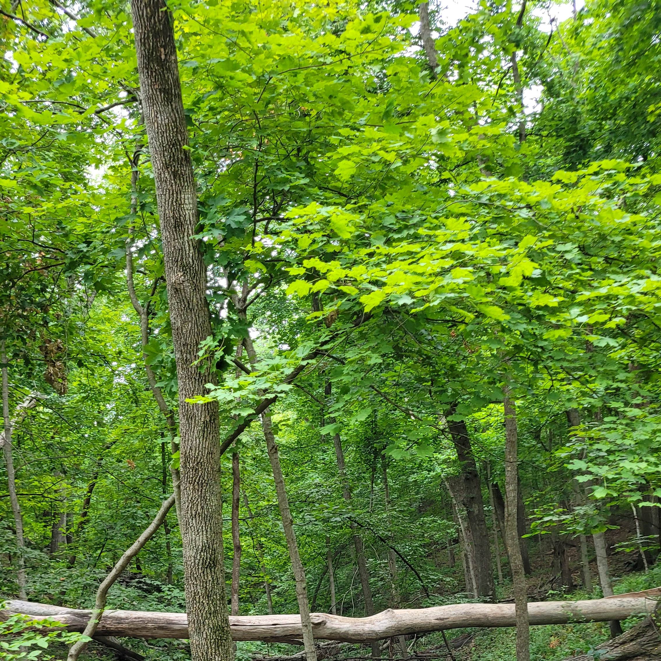 Modern North Campground — Lake Macbride State Park | Solon, Iowa