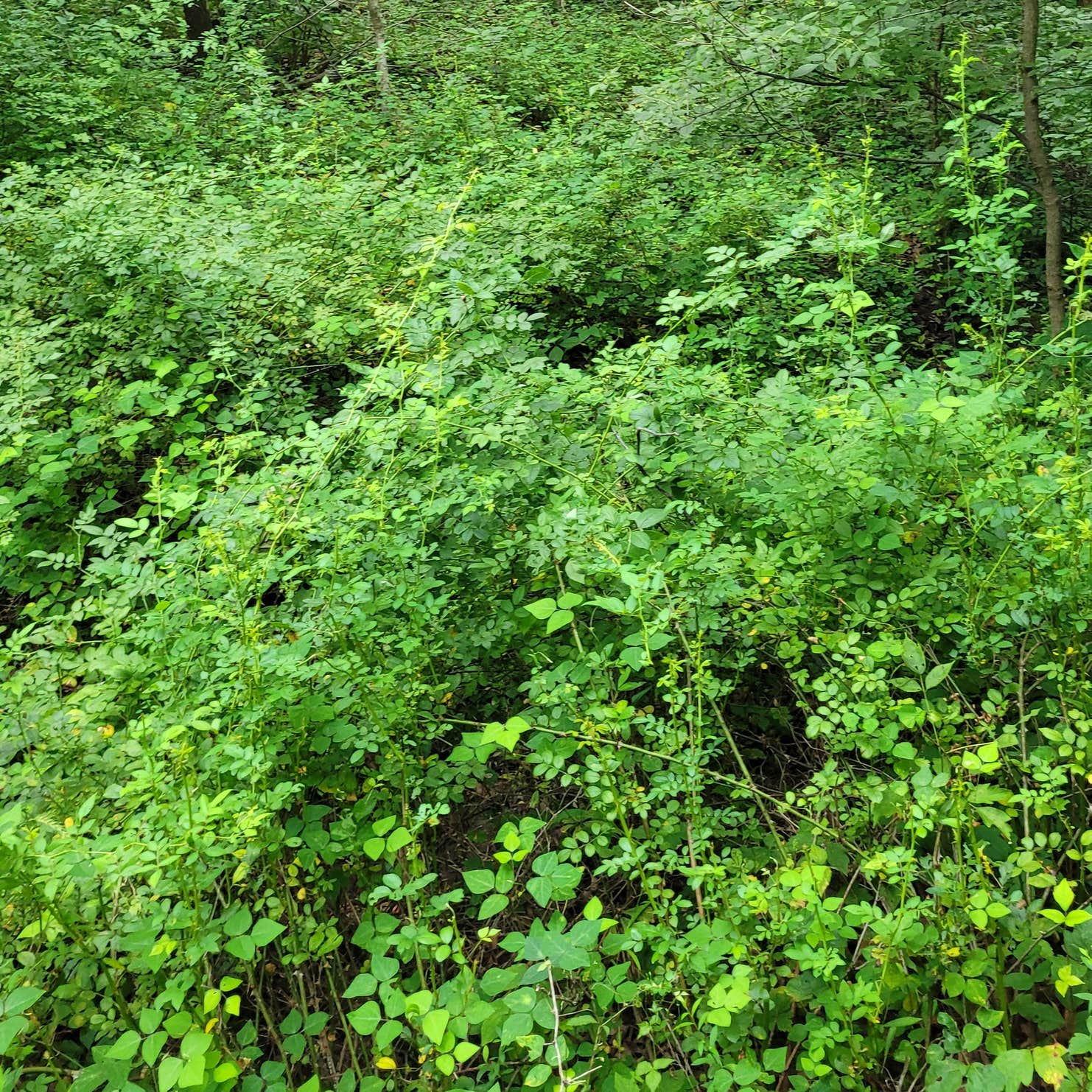 Modern North Campground — Lake Macbride State Park | Solon, Iowa