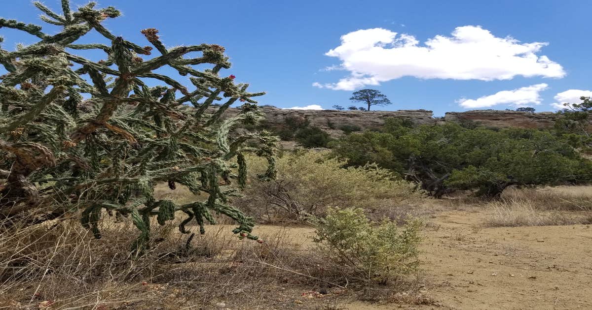Joe Skeen Campground | Grants, NM