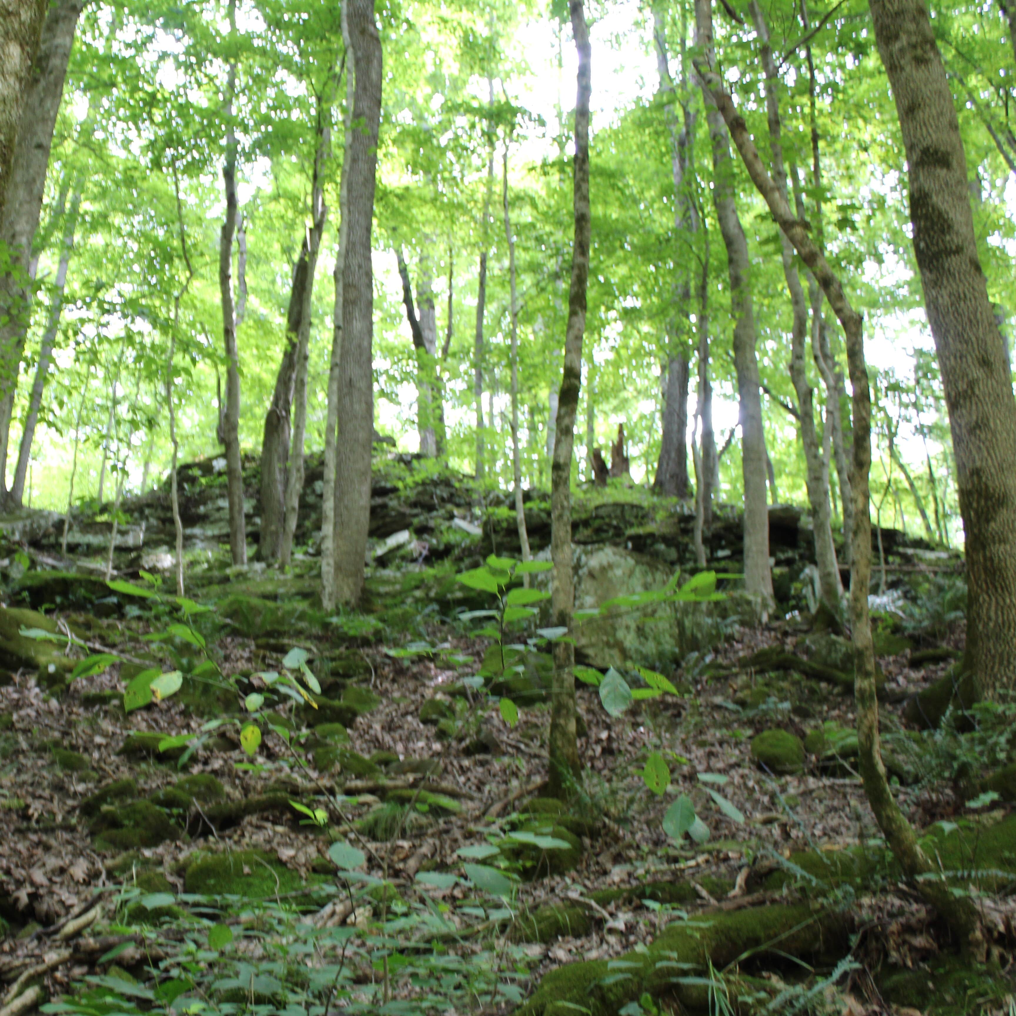 Oronoco Campground Camping | The Dyrt