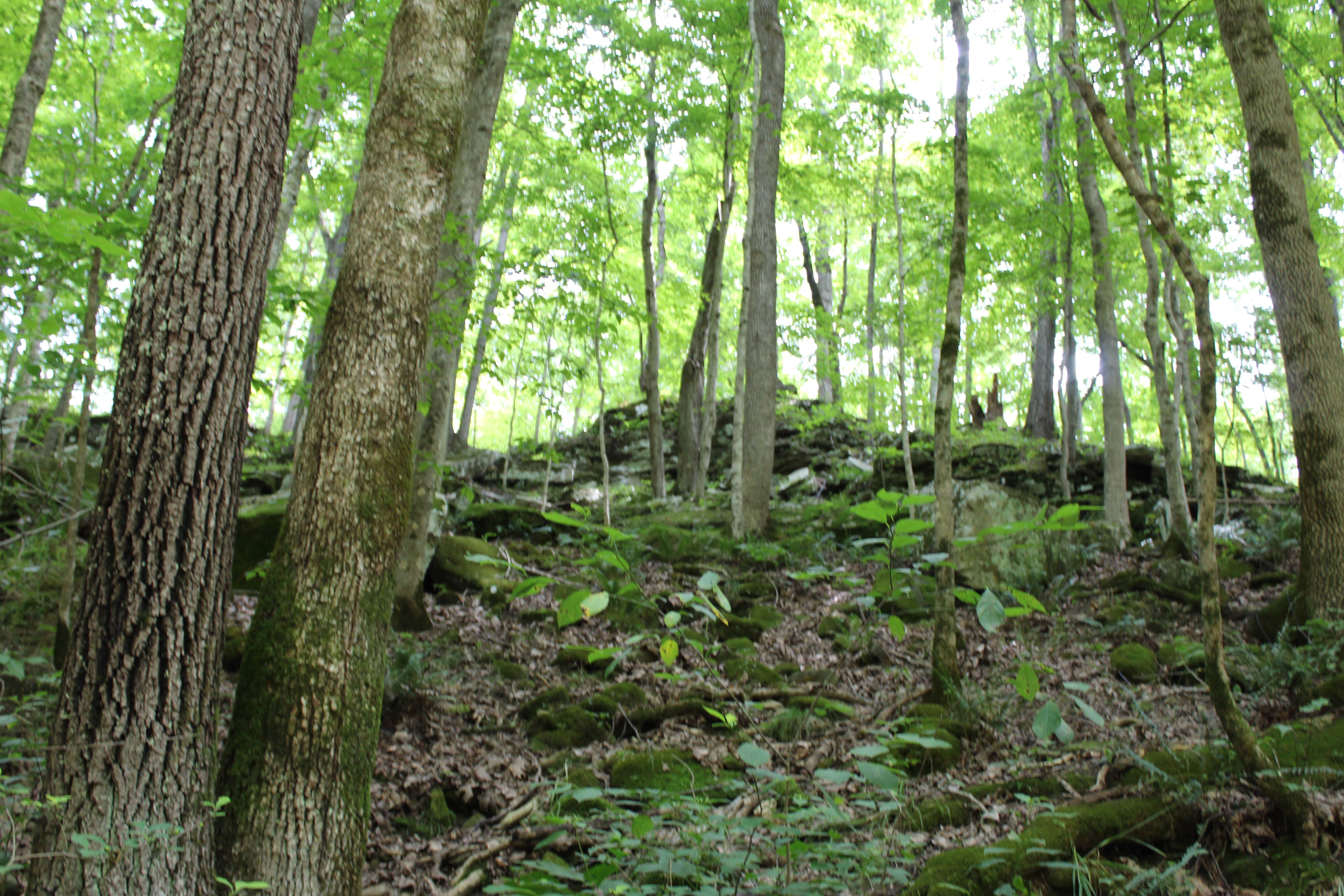 Oronoco Campground | Vesuvius, VA