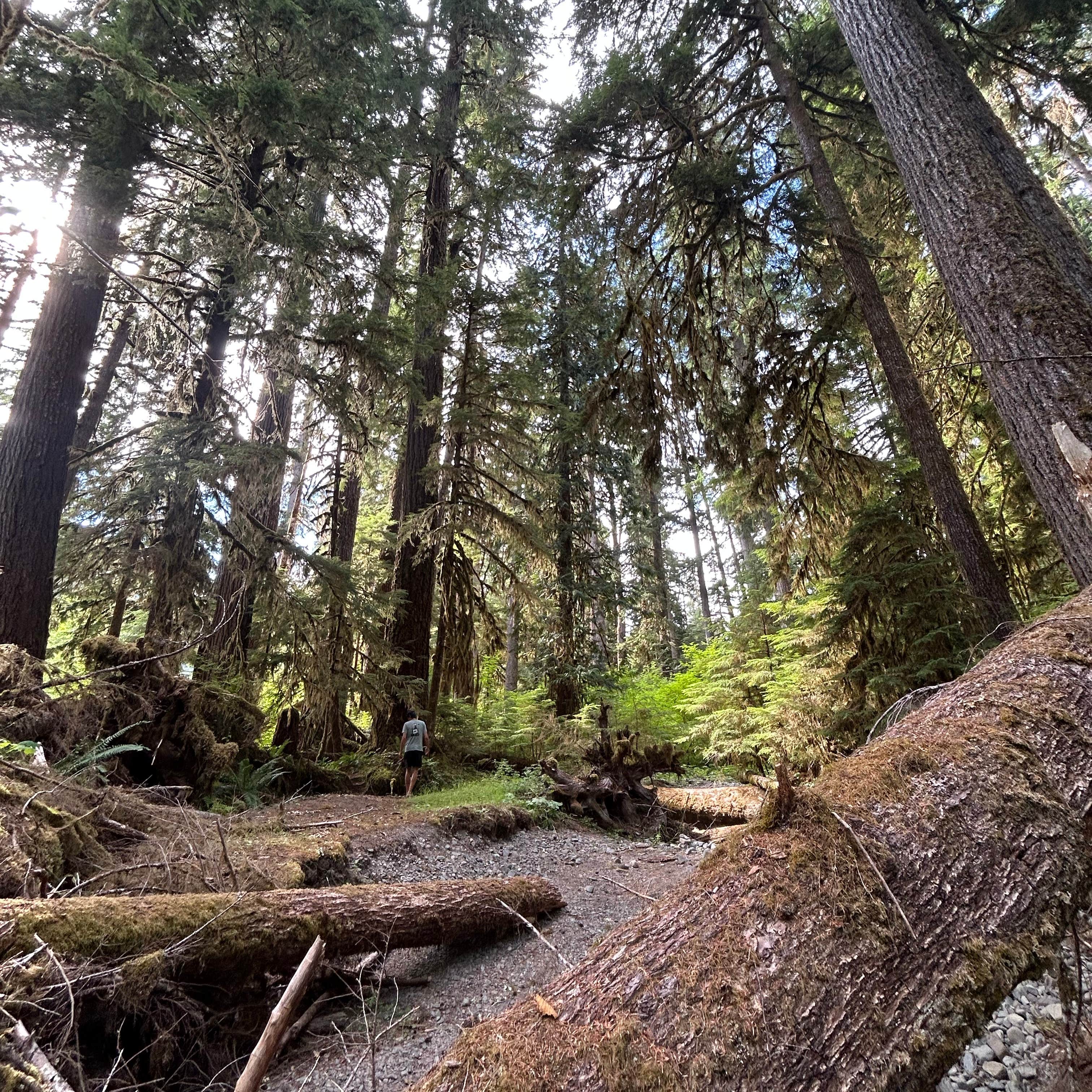 Sol Duc Hot Springs Resort Campground — Olympic National Park | Port ...