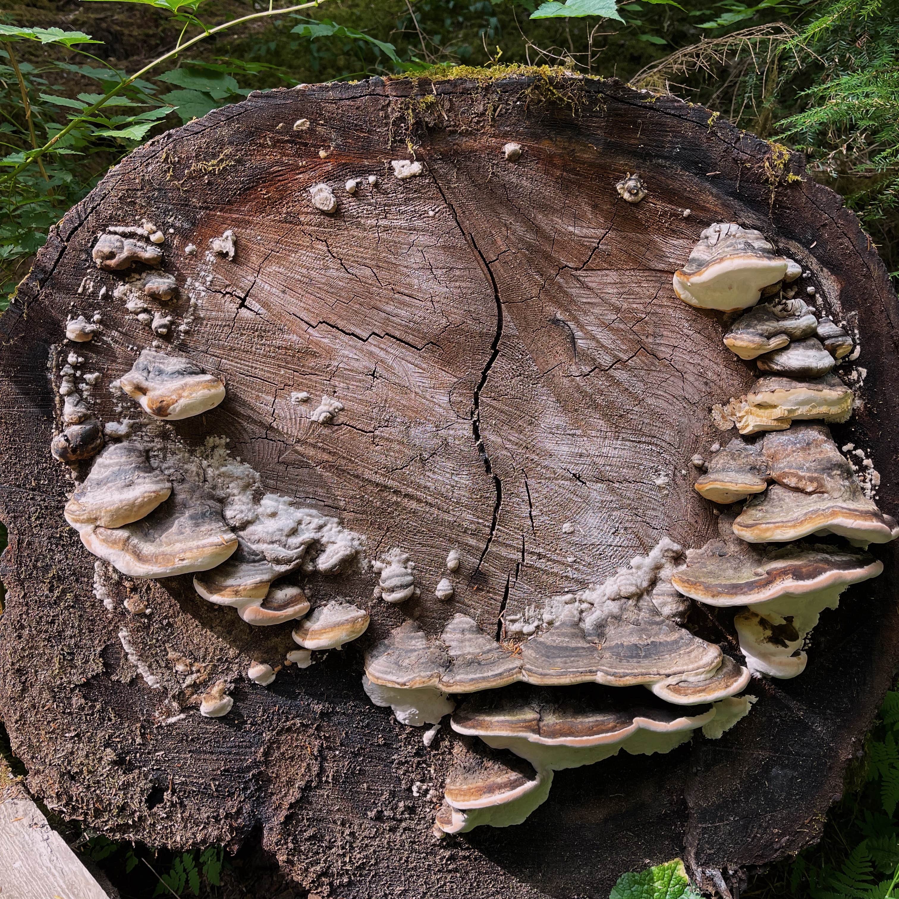 Sol Duc Hot Springs Resort Campground — Olympic National Park | Sol Duc ...