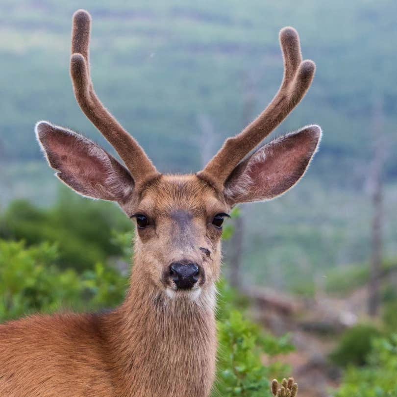 Capilla Peak Campground — Cibola National Forest And Grasslands ...