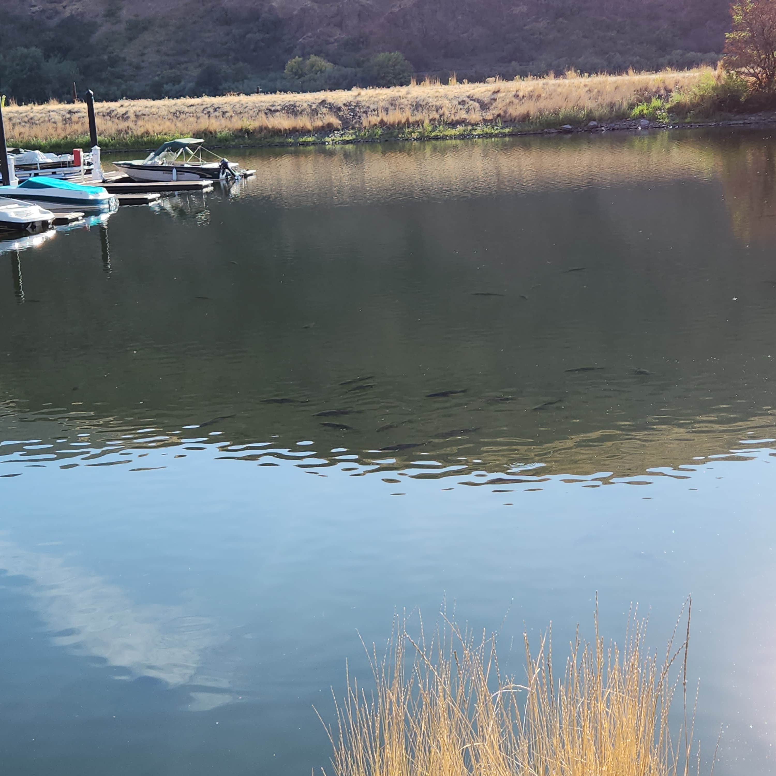 Boyer Park & Marina KOA Camping | Pullman, Washington
