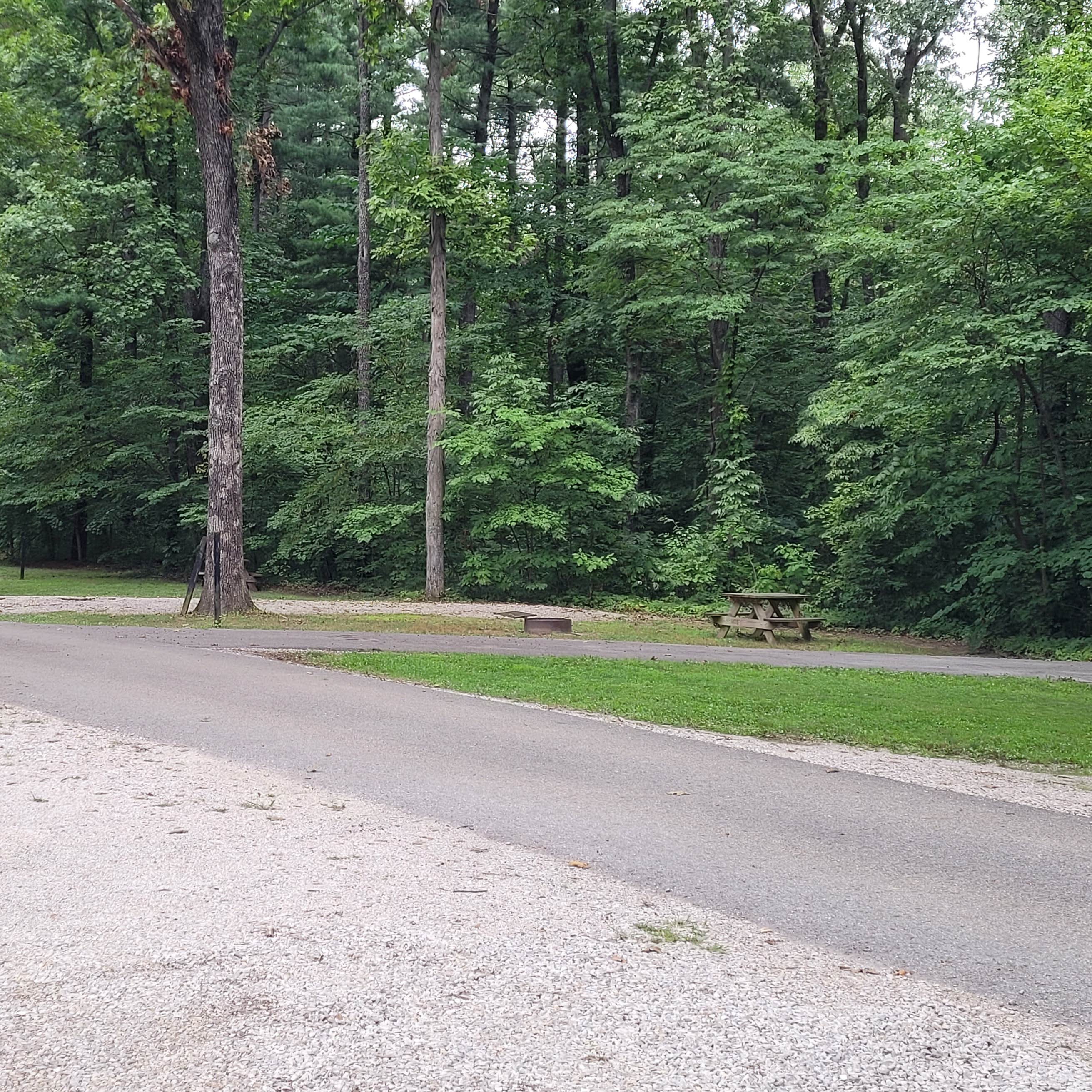 Martin State Forest Camping | The Dyrt