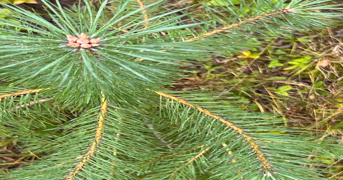 The Sanctuary Forest Camping | Virginia, Minnesota