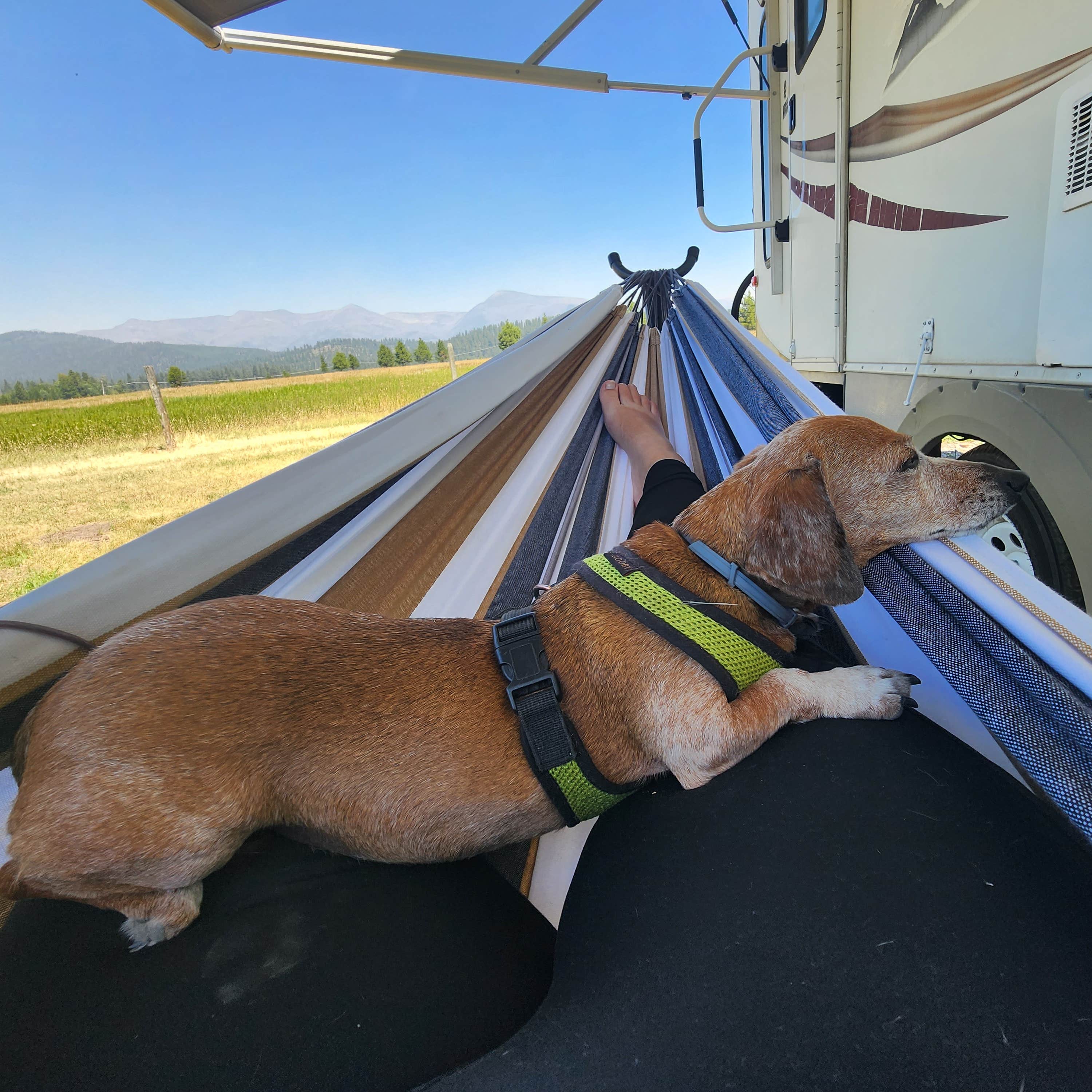 Lost Moose Meadows Campground Camping | The Dyrt