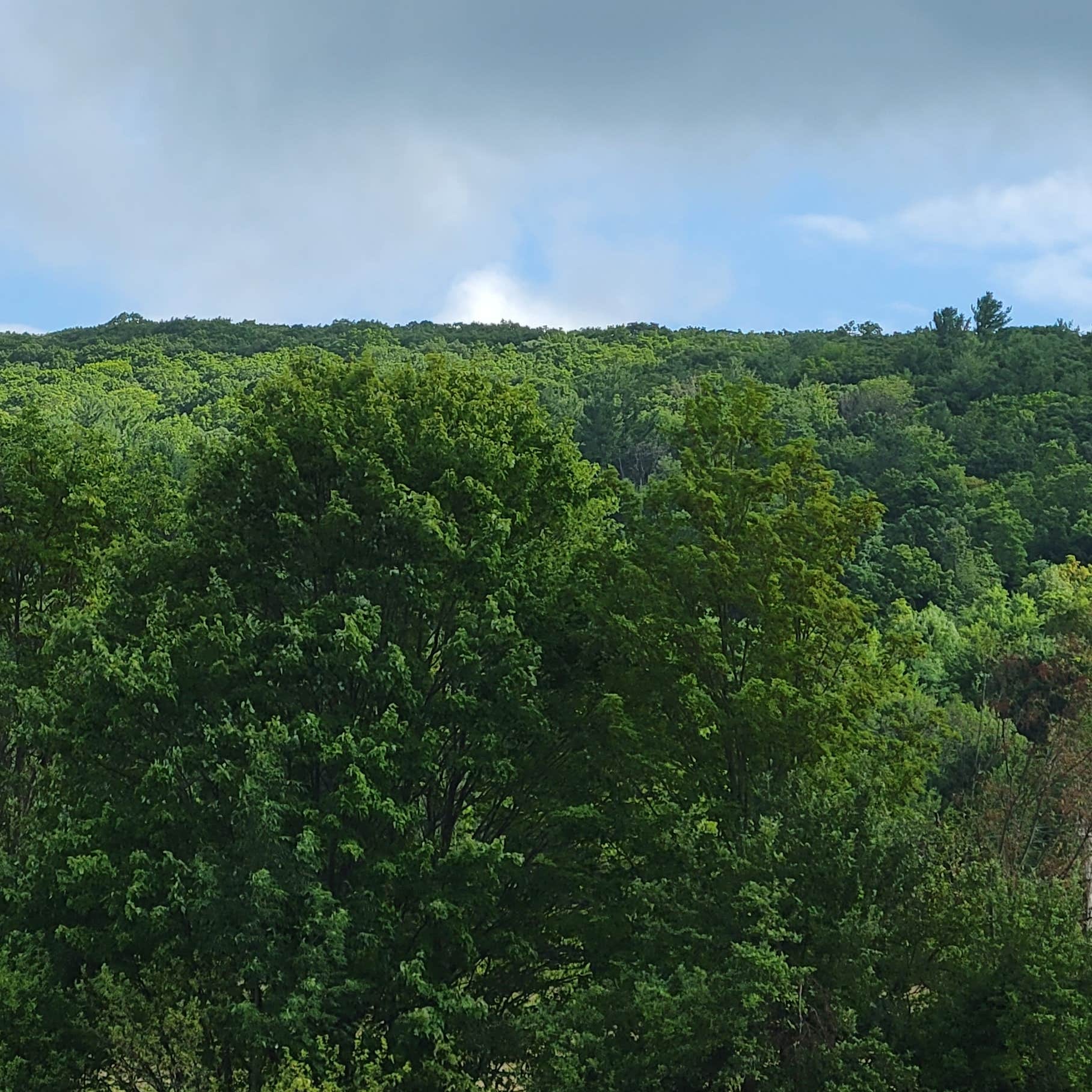 Red House Area — Allegany State Park State Park Camping | Salamanca ...