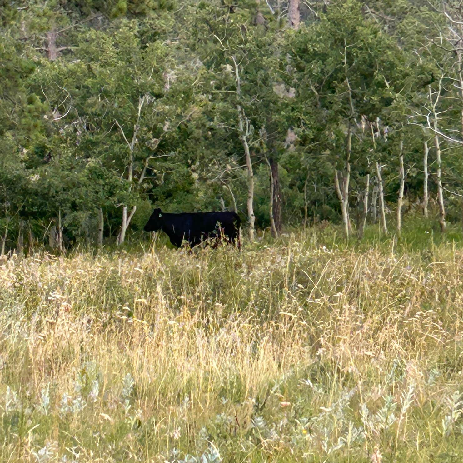 Hartman Rock Dispersed Site Camping | The Dyrt