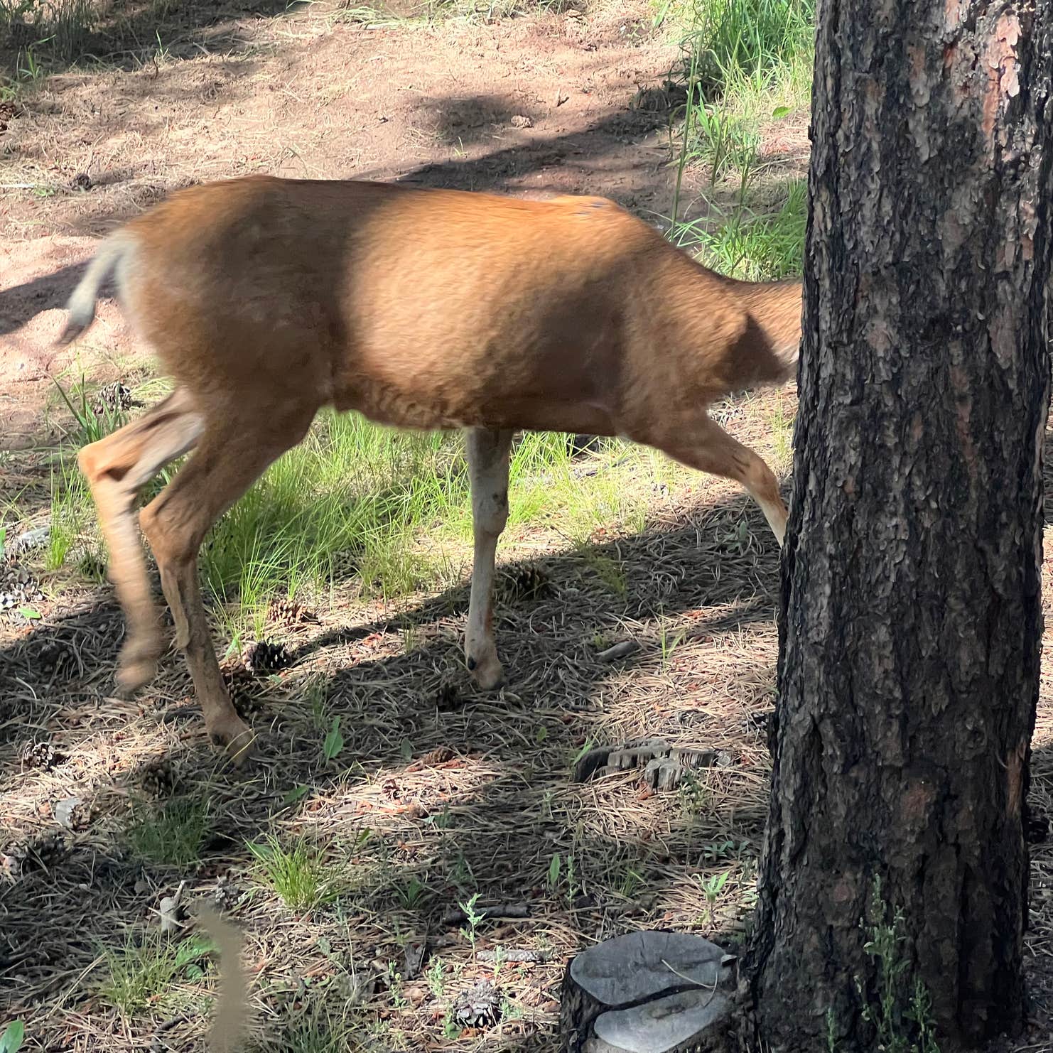 Diamond Campground & RV Park | Woodland Park, Colorado