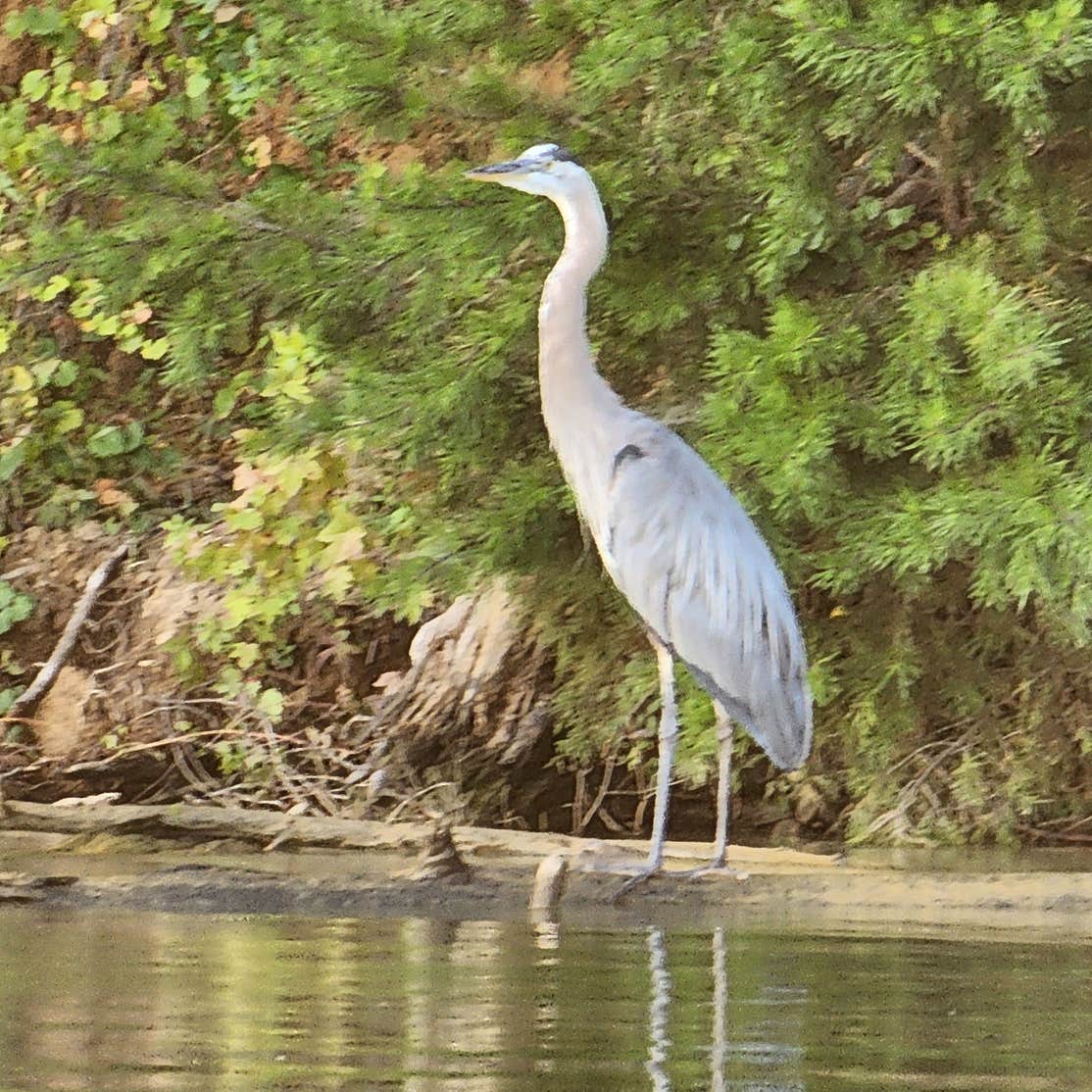 Rhea Springs Recreation Area County Park and Campground | Spring City ...