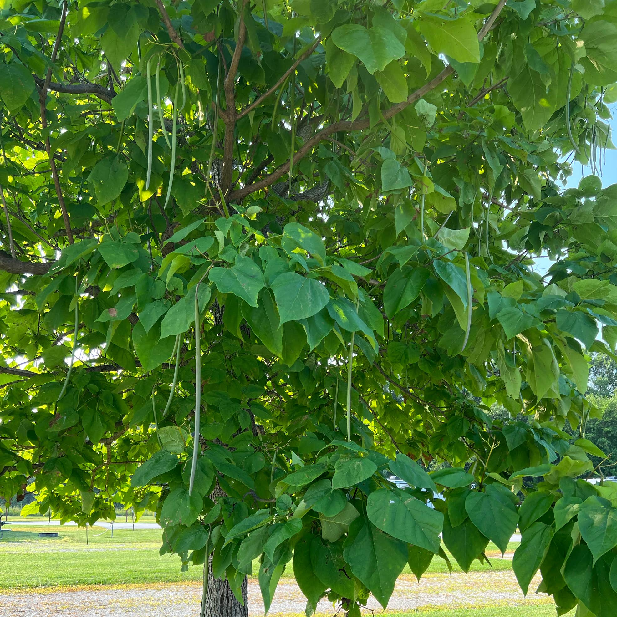 Big Rock Campground | Big Rock, Illinois