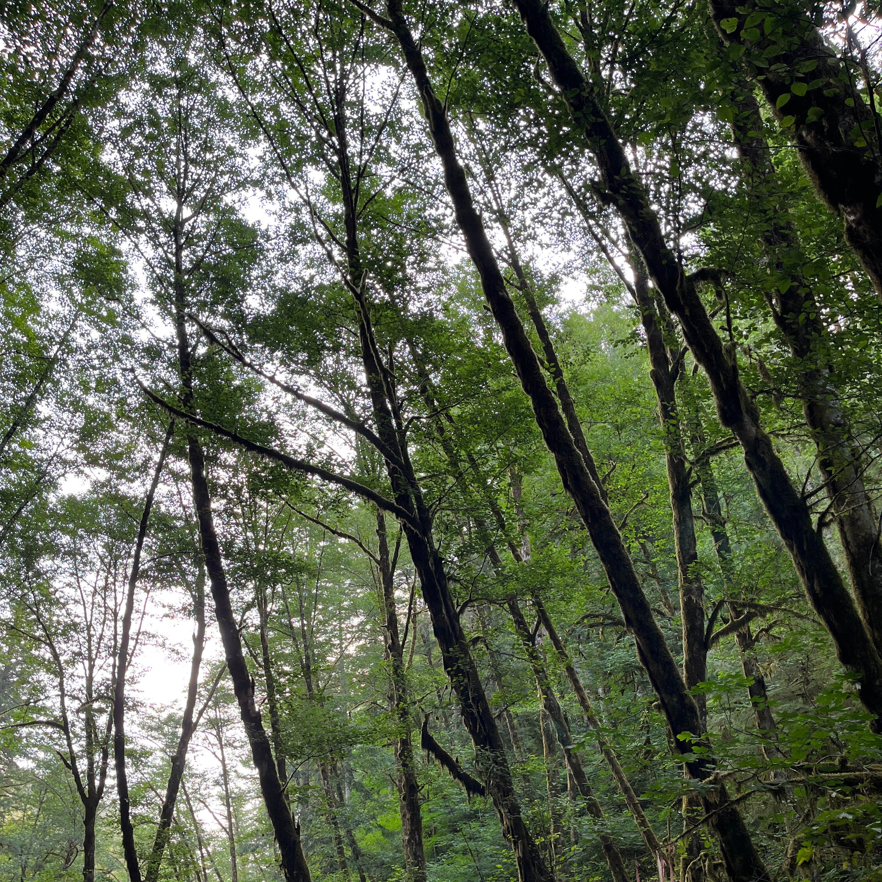 Elliott State Forest Dispersed Camping | North Bend, OR