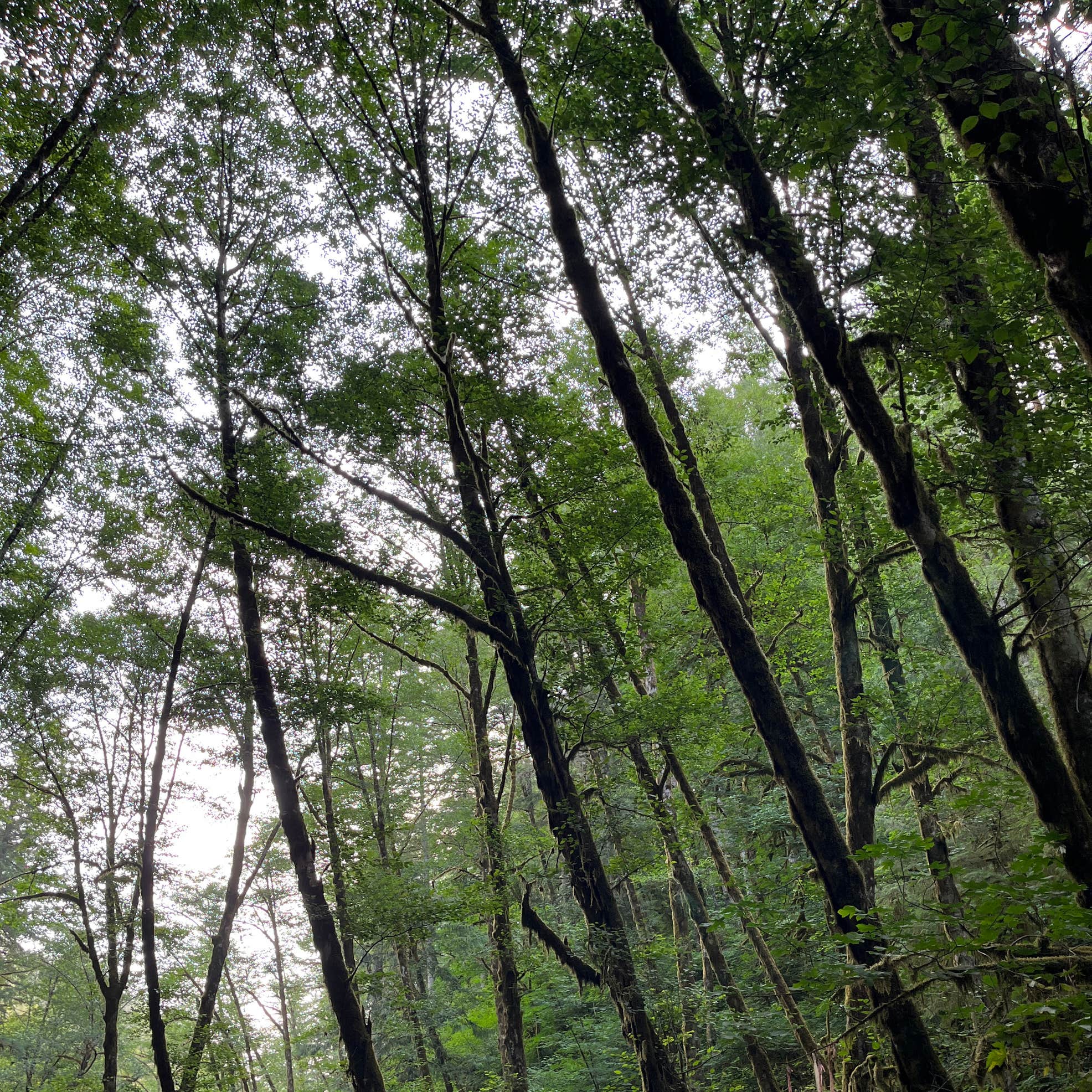 Elliott State Forest Dispersed Camping | North Bend, Oregon