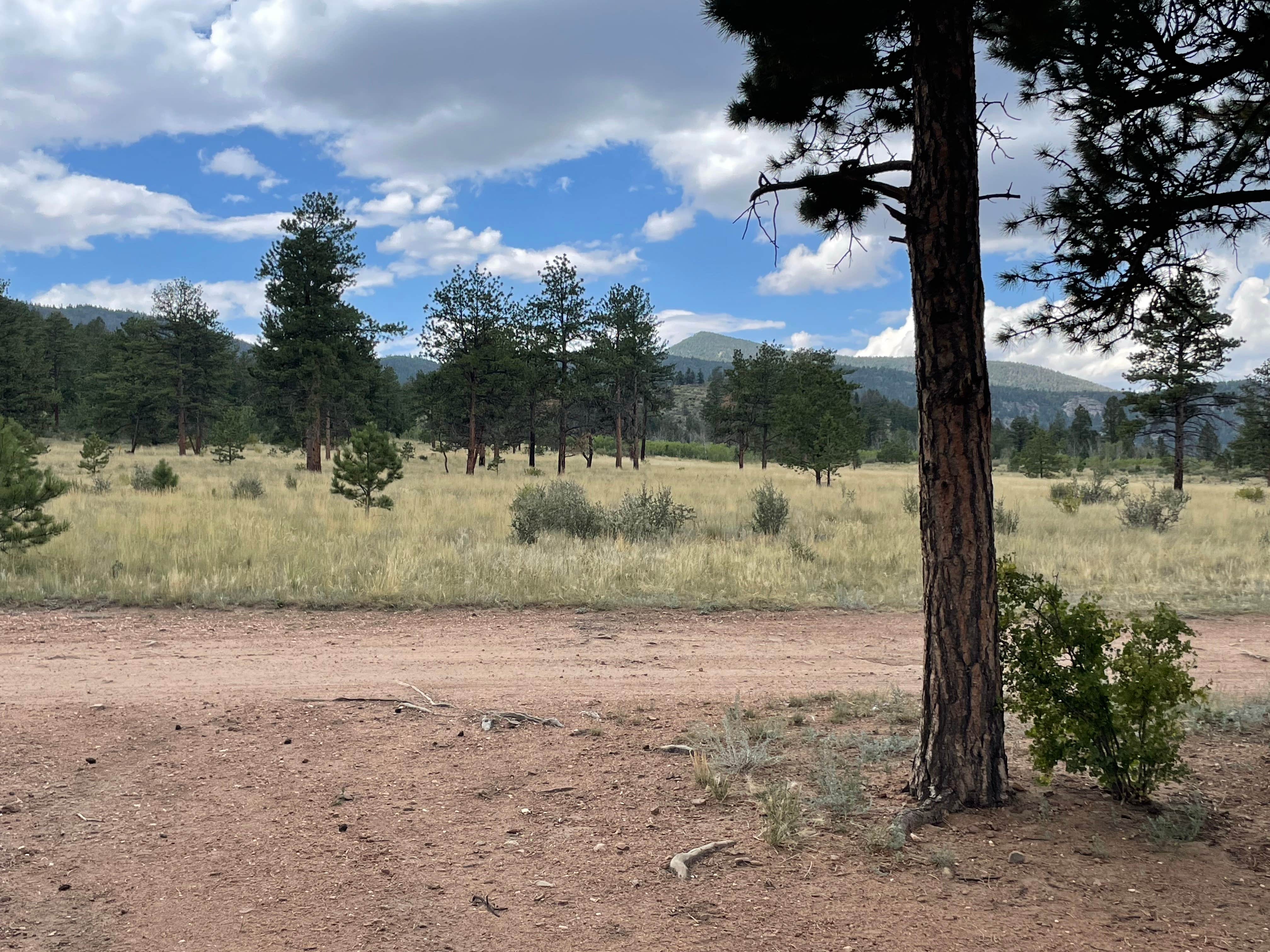 Forest Service Road 250 Dispersed Camping | Lake George, CO