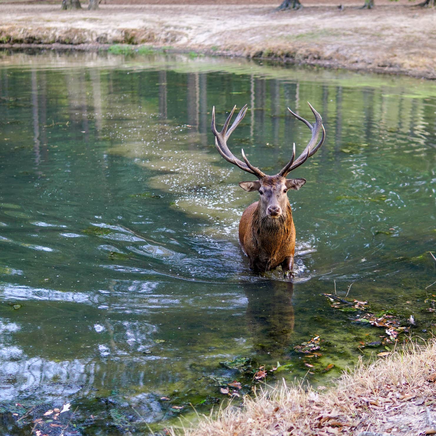 Paradise Ranch RV Resort | Tylertown, MS