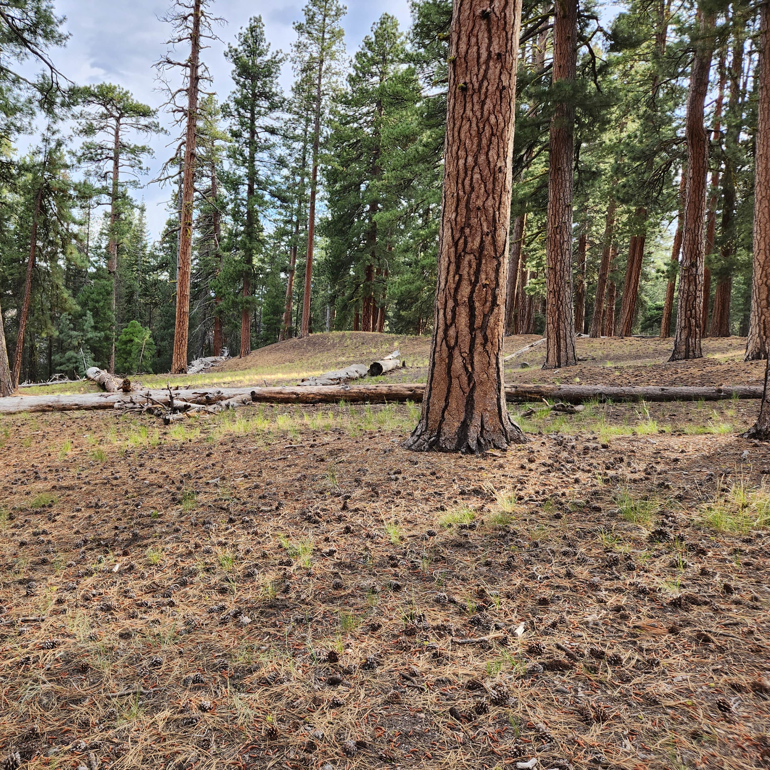 Butte Lake Campground — Lassen Volcanic National Park | Old Station ...