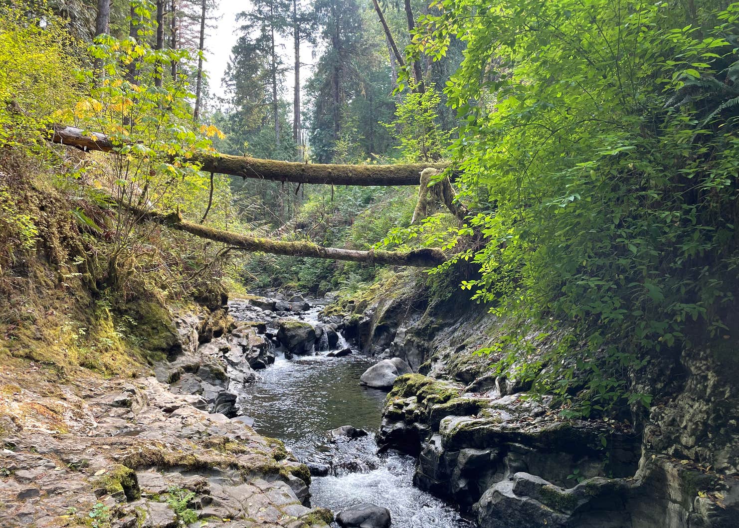 Porter Creek Camping | The Dyrt