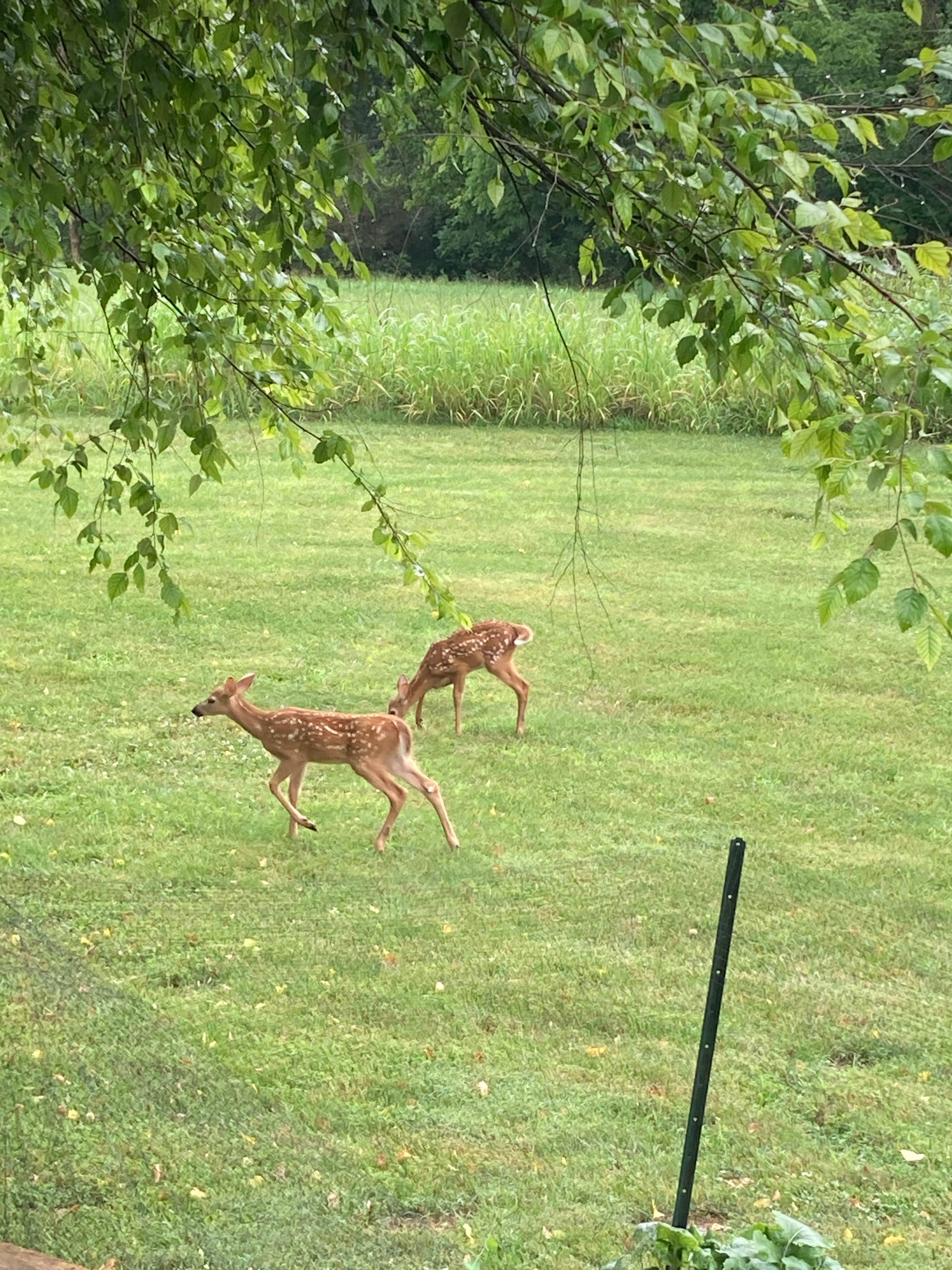 Mimsey's Mayhem | Union, KY