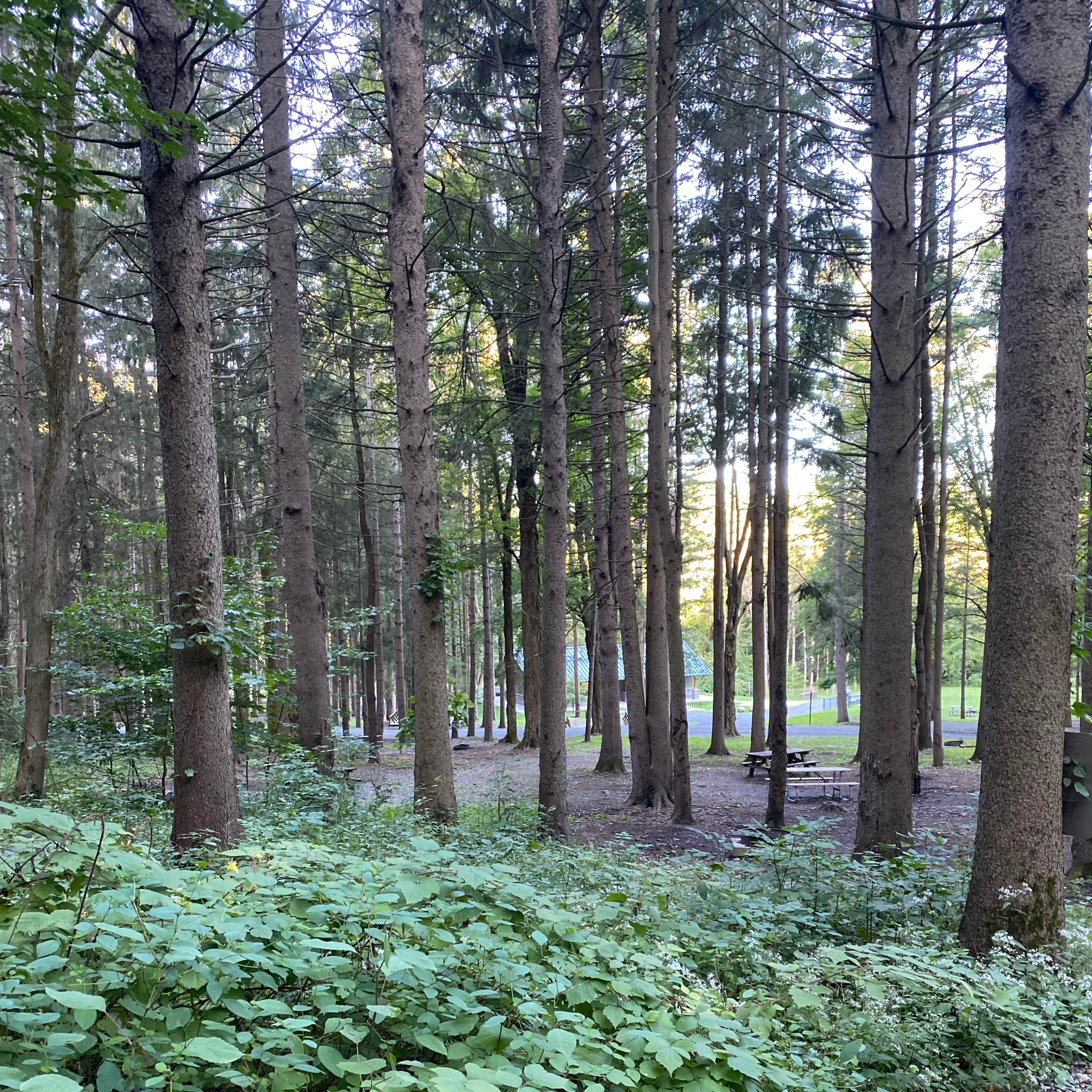 Copake Falls Area — Taconic State Park Camping | Copake Falls, New York