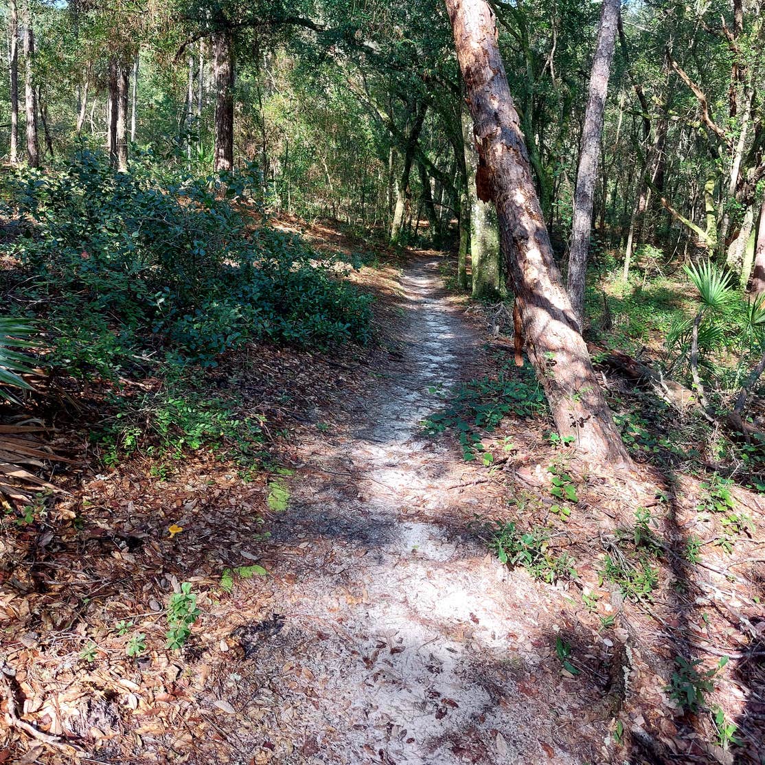 Ross Prairie Campground | Hernando, Florida