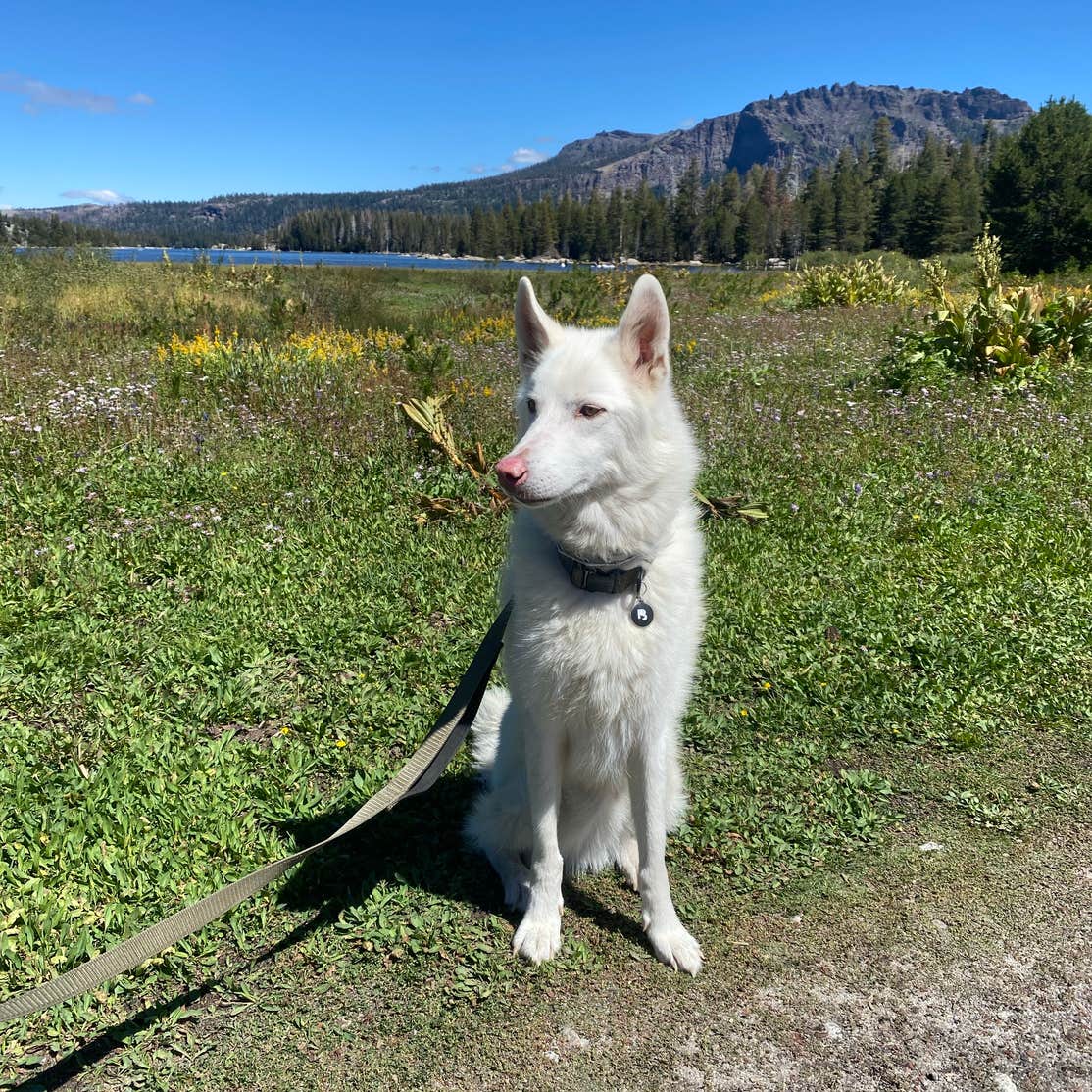 Plasses Resort Camping | Kit Carson, California