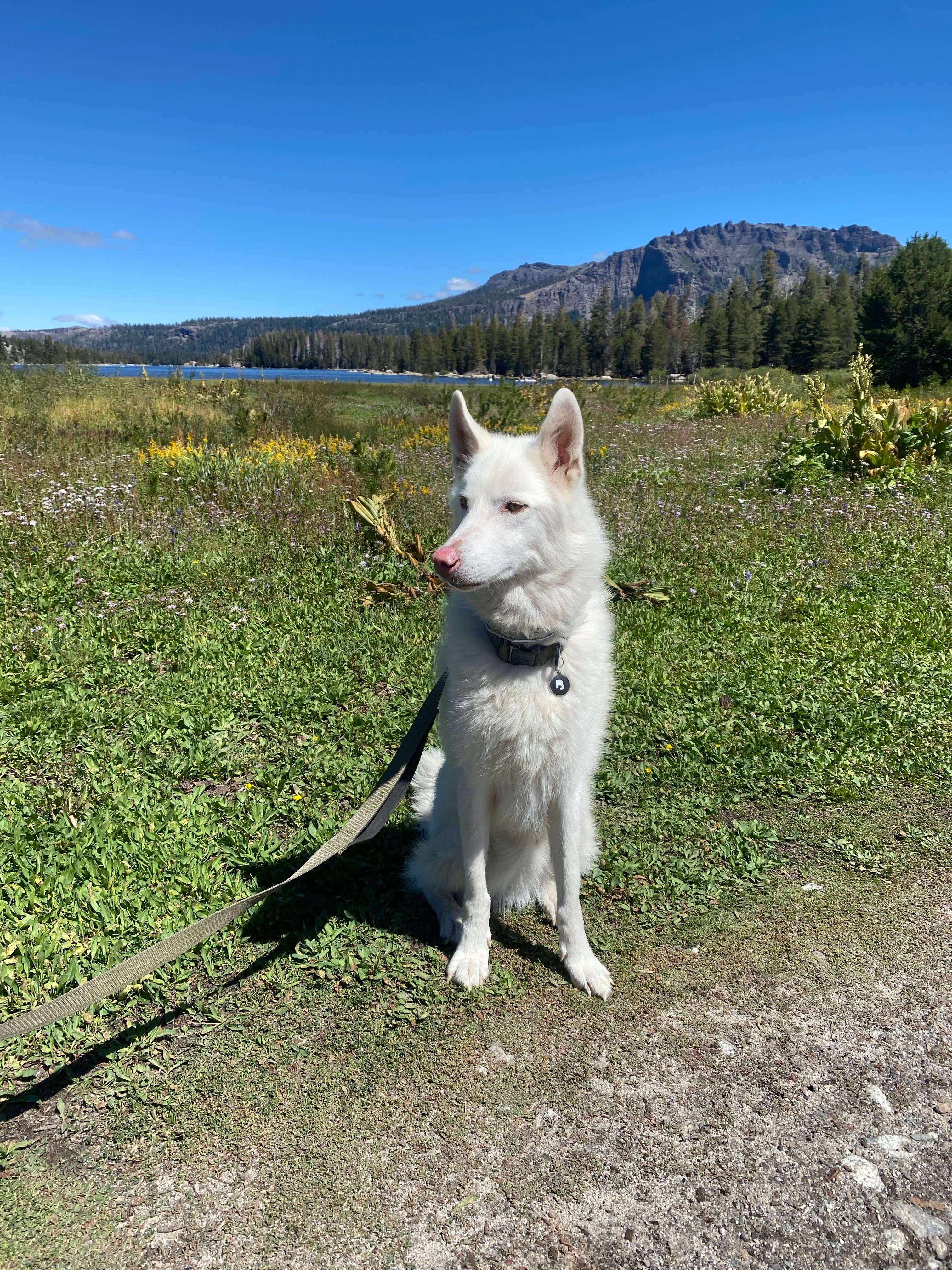 Plasses Resort Camping | Kit Carson, California