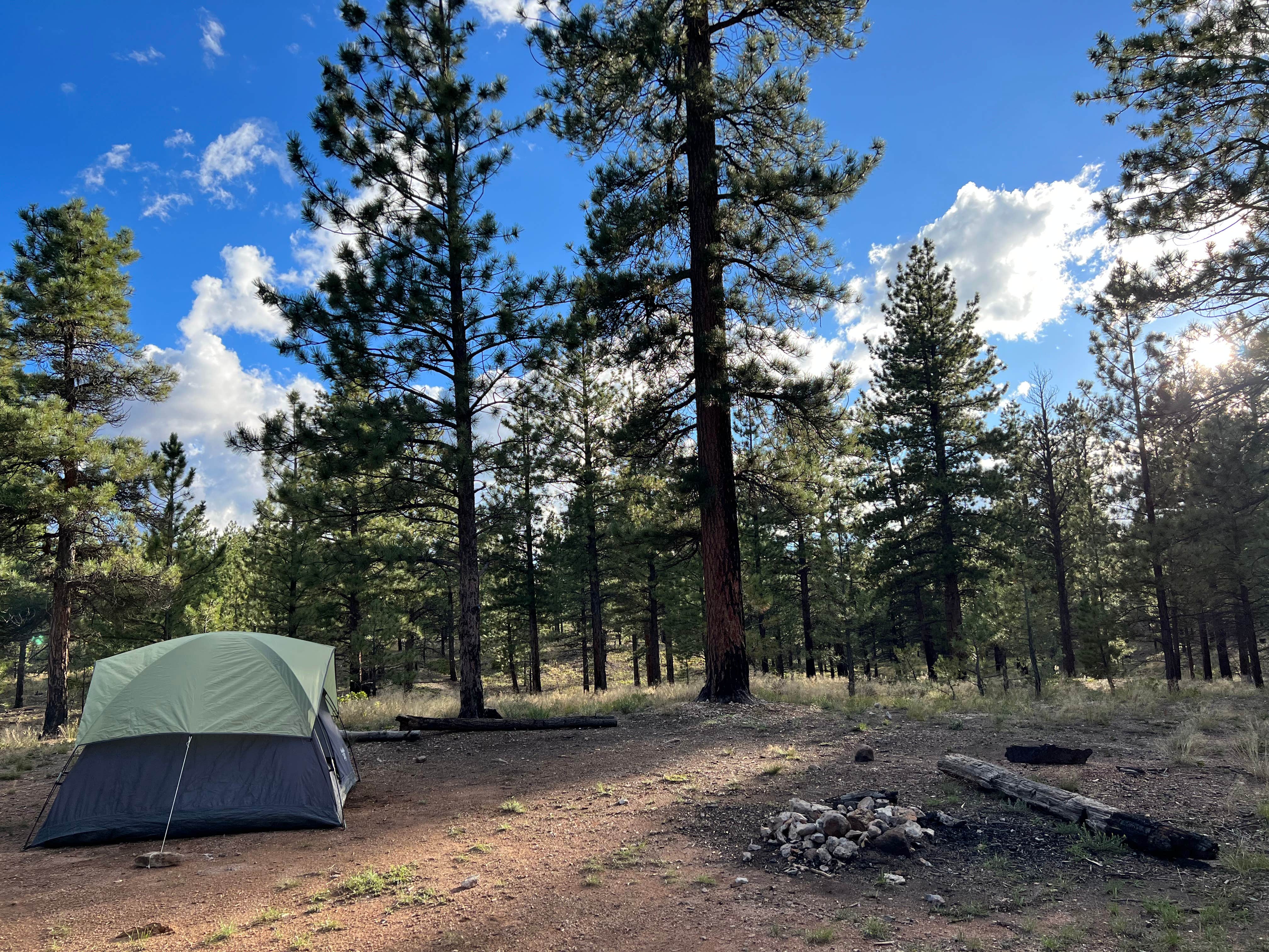 FR 090 - dispersed camping | Fern Ridge Lake, Oregon