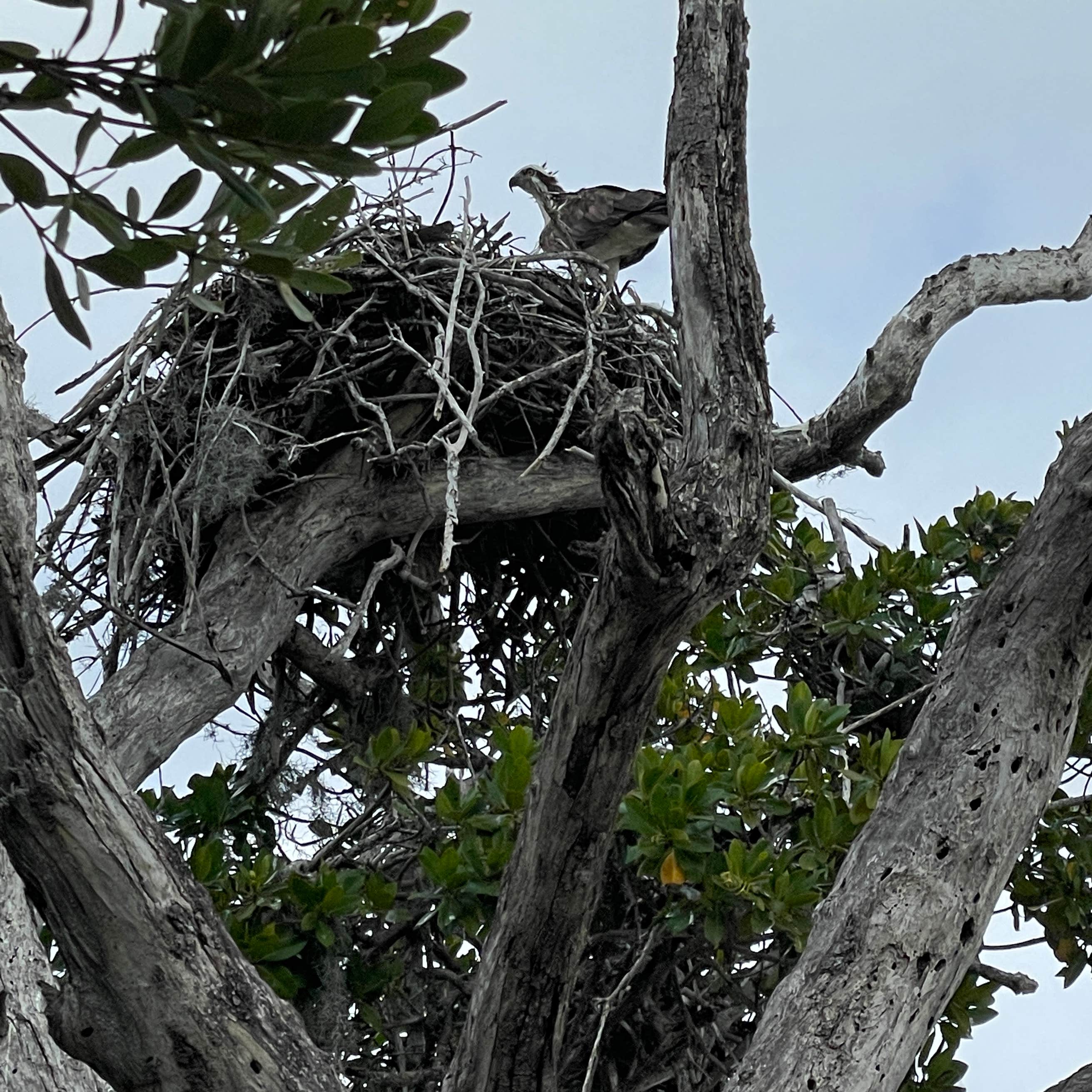 Flamingo Campground — Everglades National Park | Islamorada, Village of ...