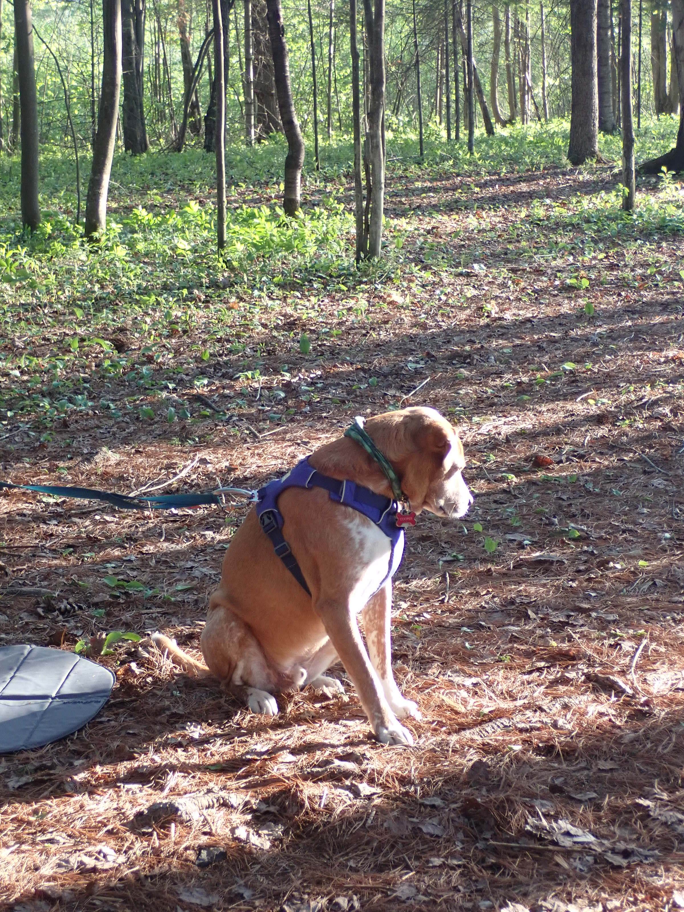 Scott C. Devlin Memorial Camping | Guildhall, VT