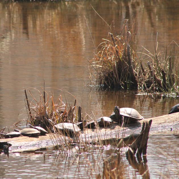 Calvert Cliffs State Park Youth Group Camping | Lusby, MD