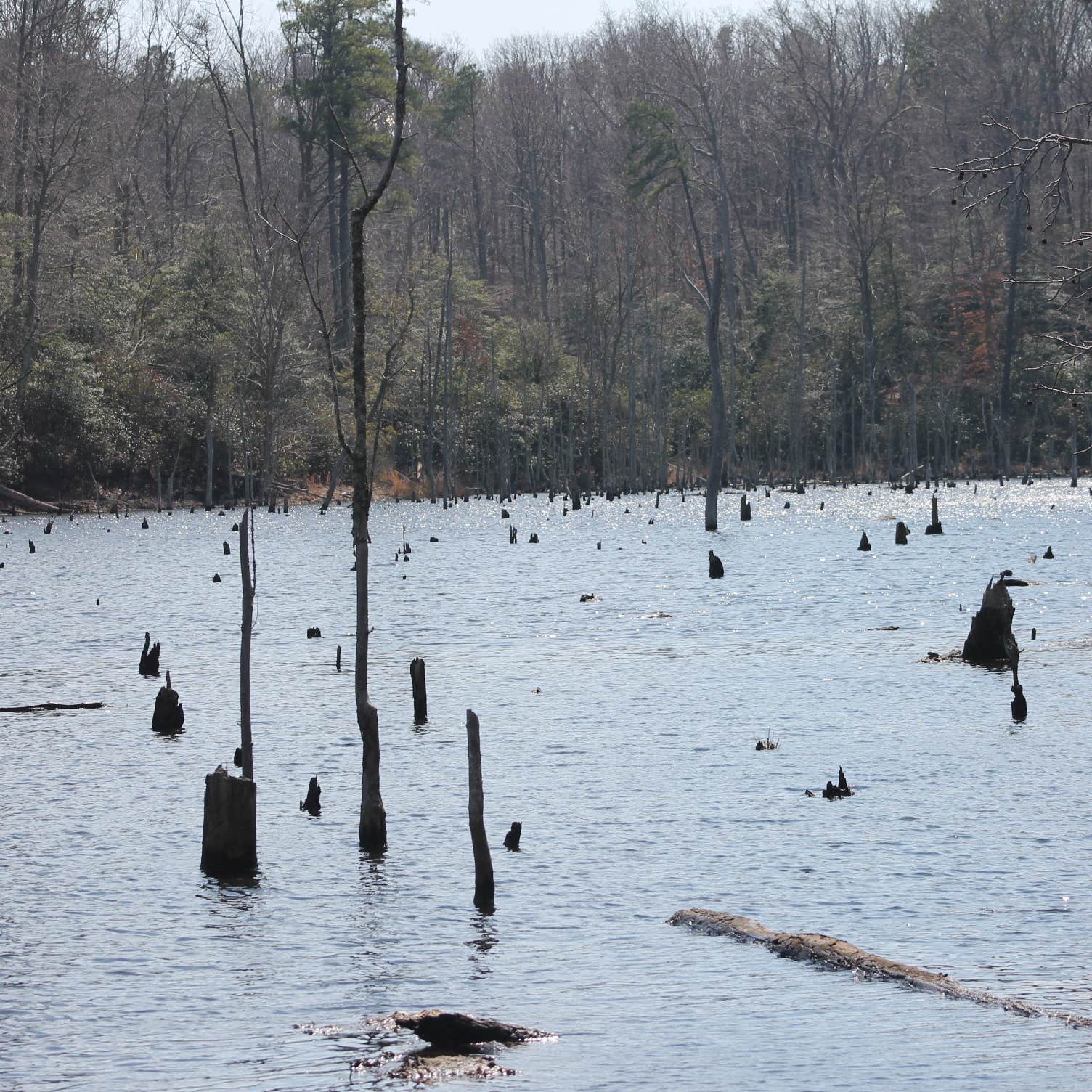 Calvert Cliffs State Park Youth Group Camping | Lusby, MD