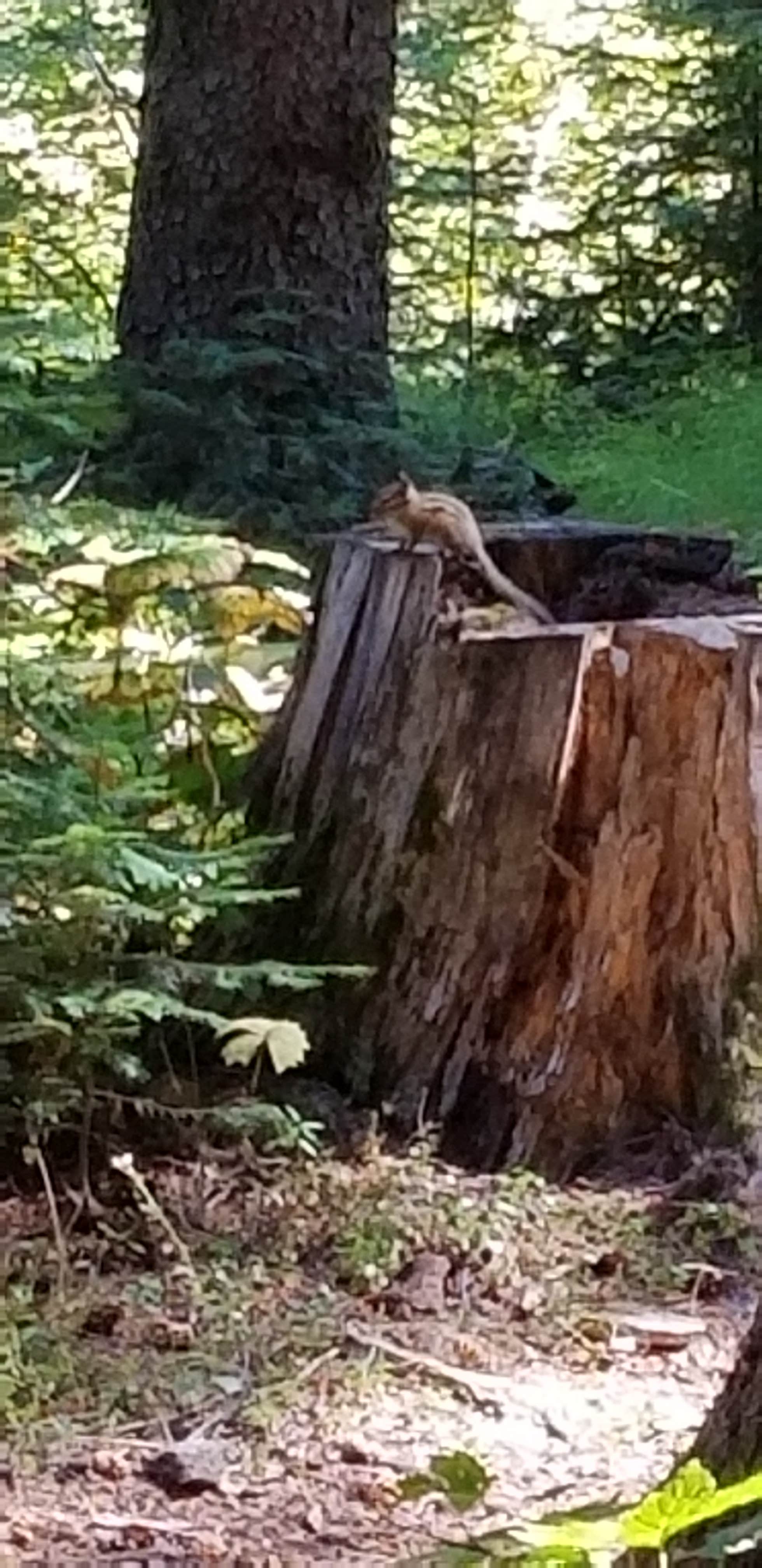 Wenatchee National Forest Swauk Campground | Cle Elum, WA