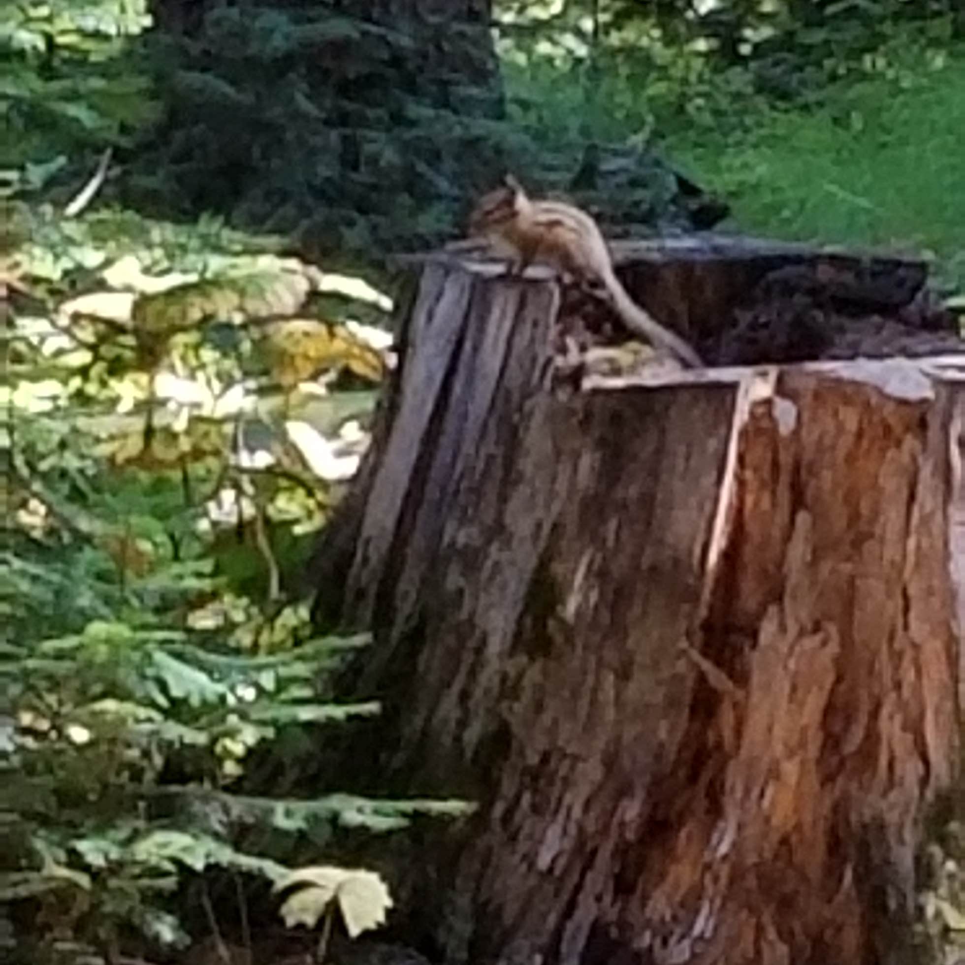 Wenatchee National Forest Swauk Campground | Okanogan-Wenatchee ...