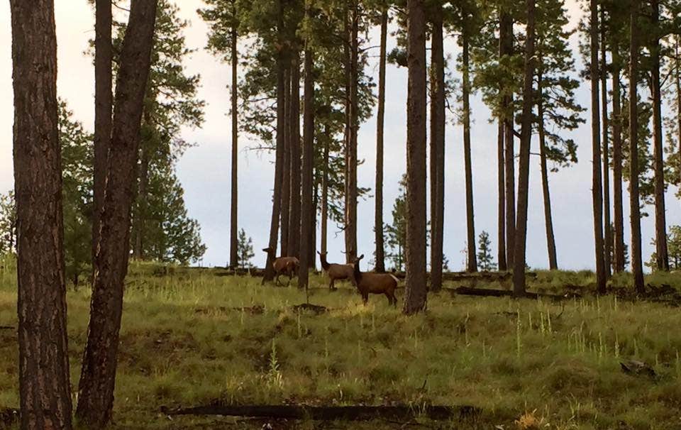 Rim Lakes Recreation Area Camping | Forest Lakes, AZ