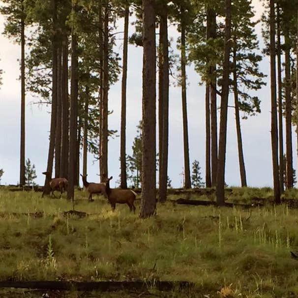 Rim Lakes Recreation Area Camping | Forest Lakes, Arizona