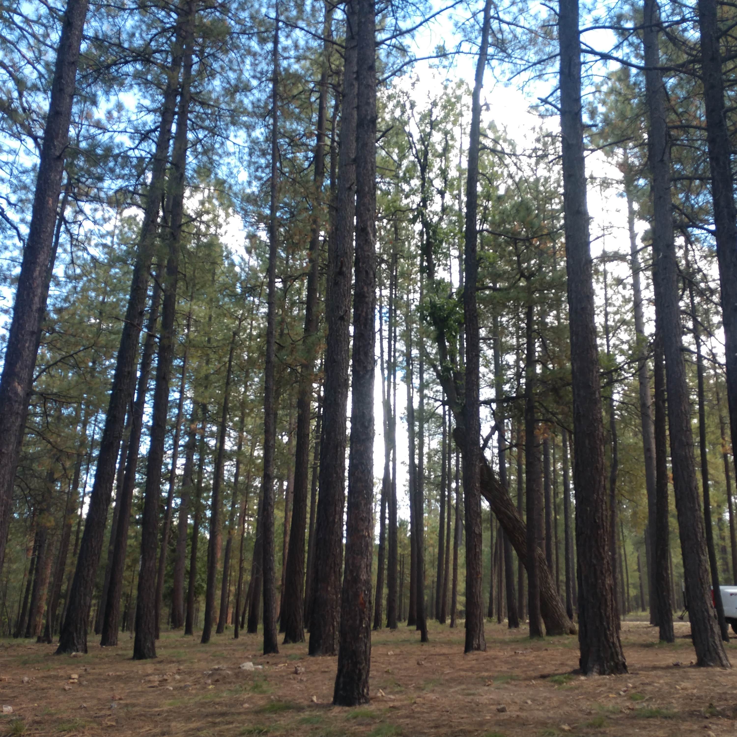 Forest Service Road 253 Dispersed Camping | Munds Park, Arizona