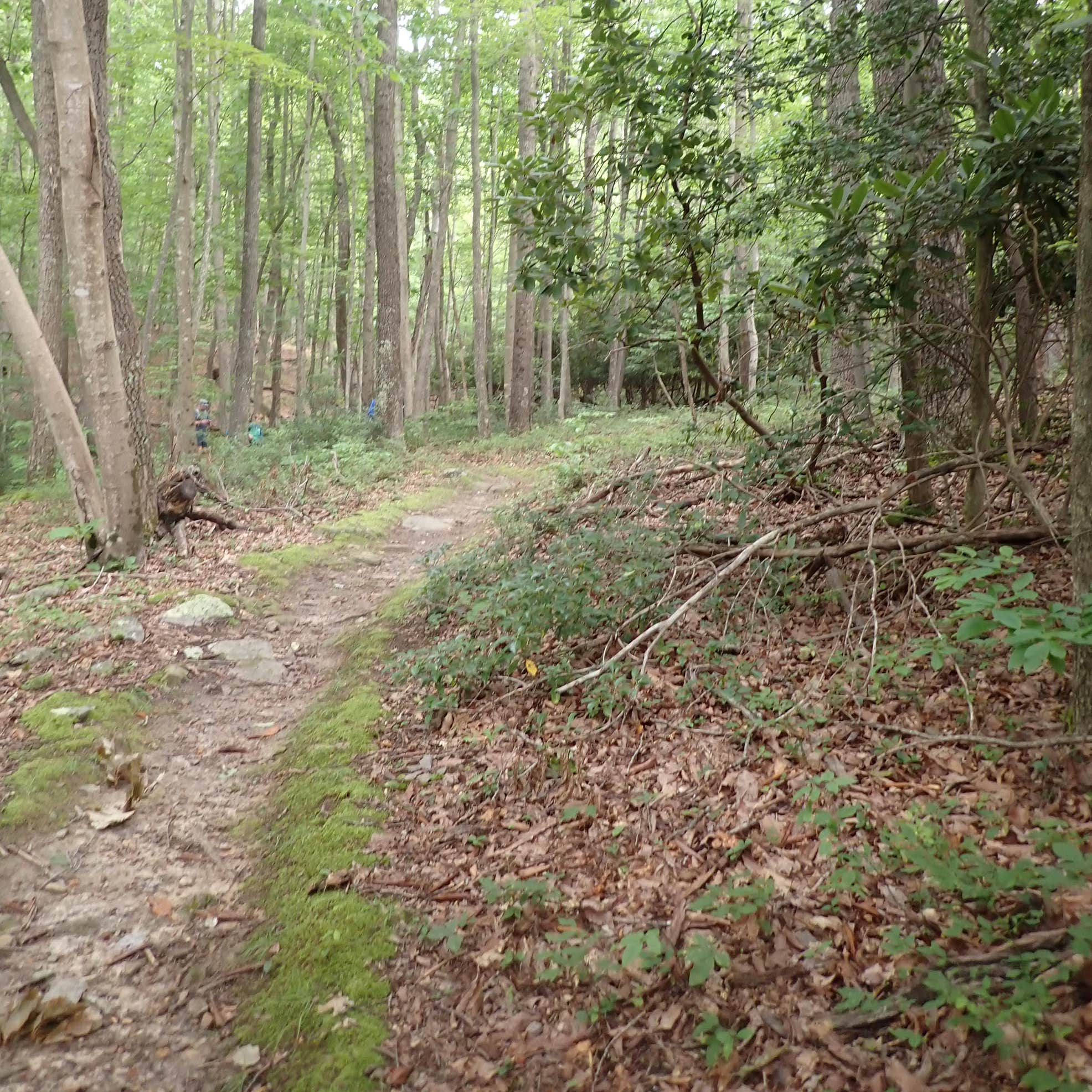 Babcock State Park Campground | Danese, WV