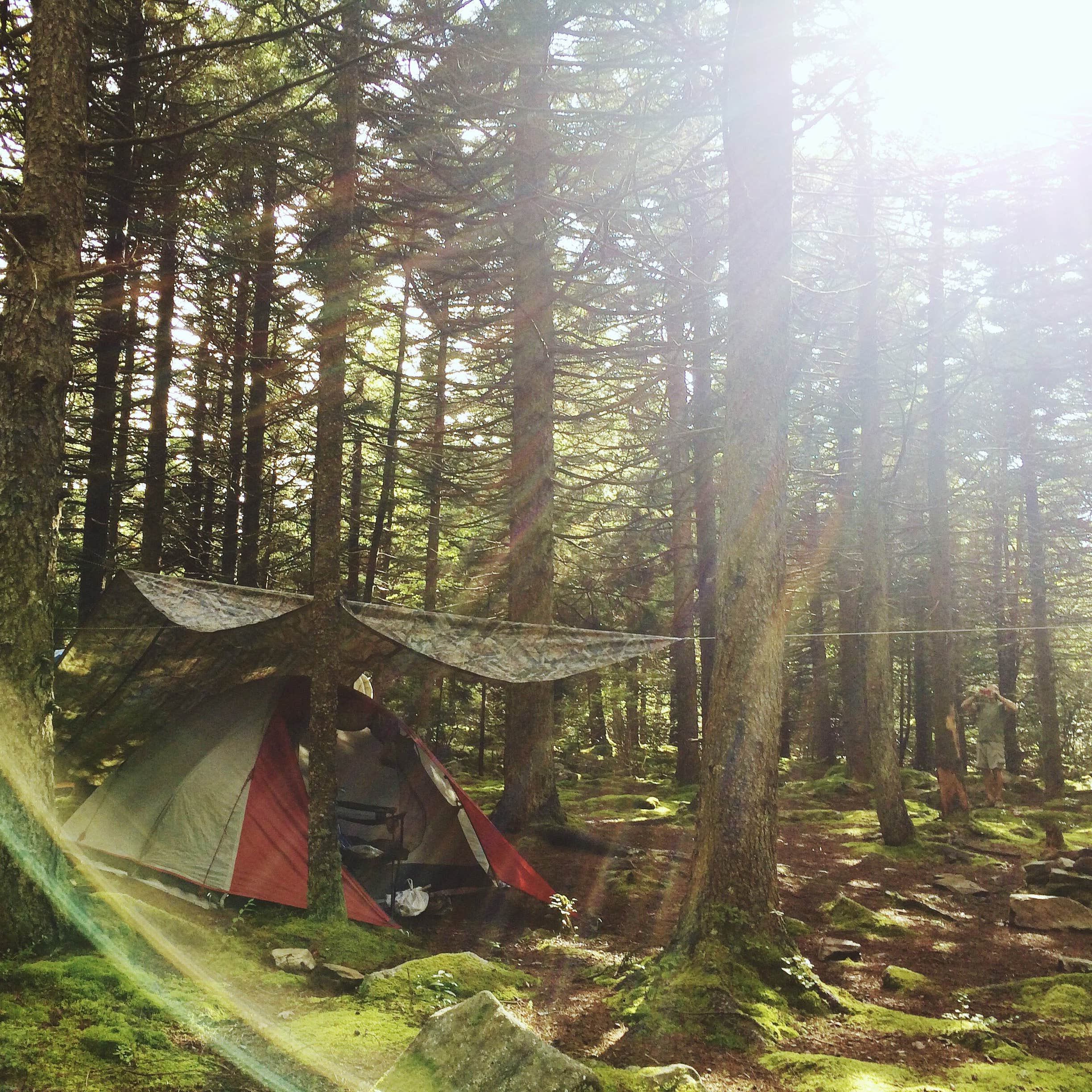 Spruce Knob and Spruce Knob Observation Tower Camping | The Dyrt