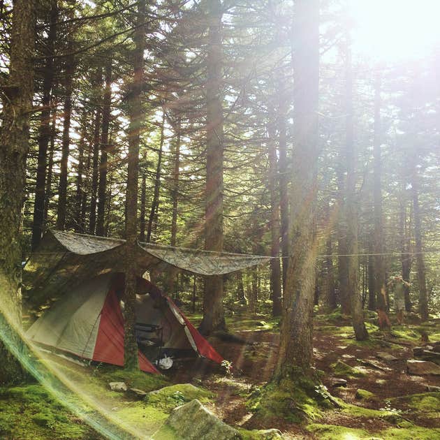 Spruce Knob and Spruce Knob Observation Tower Camping | The Dyrt