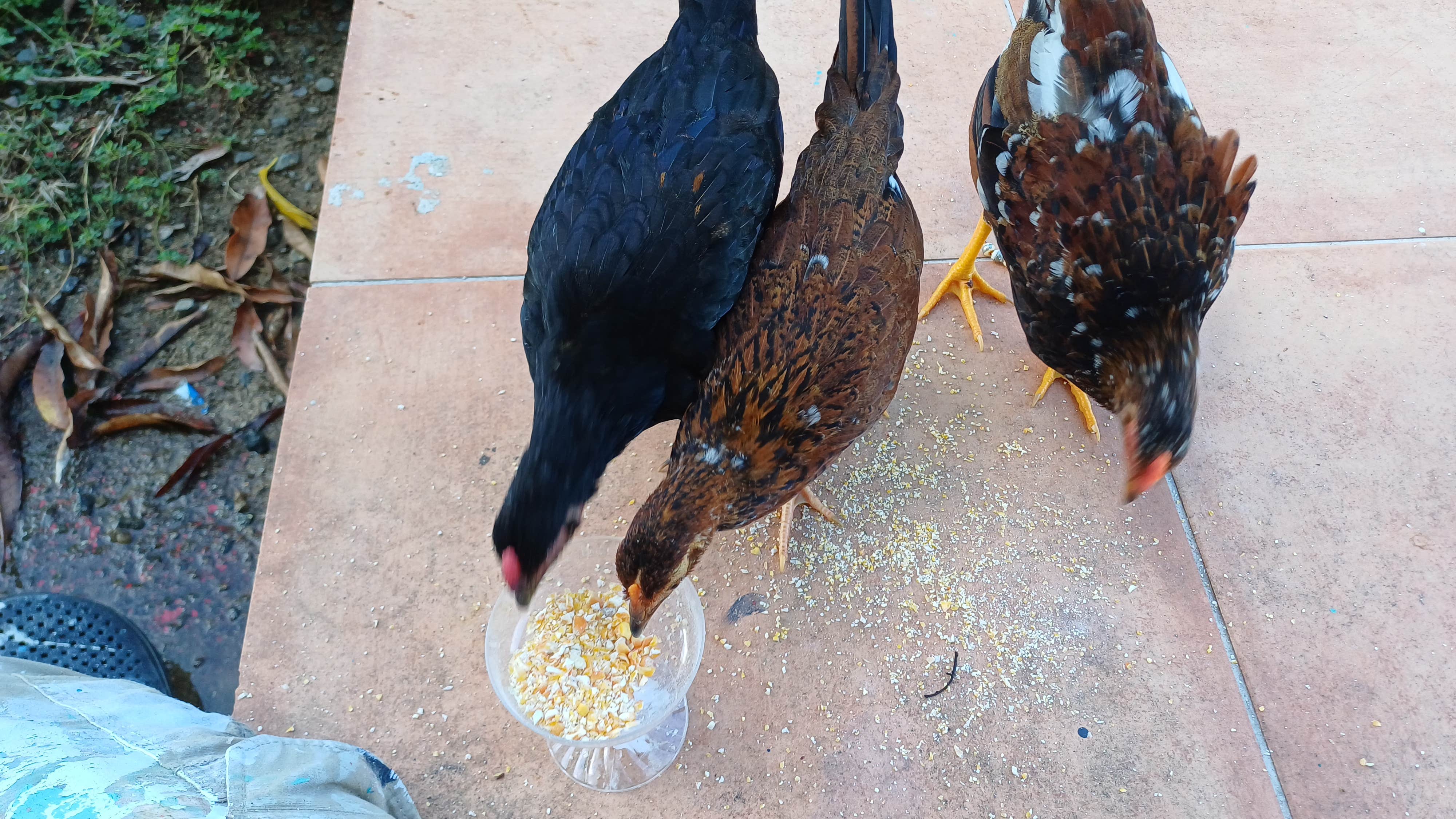 Rooster Run Guest House and Camping | Virgin Islands National Park, PR