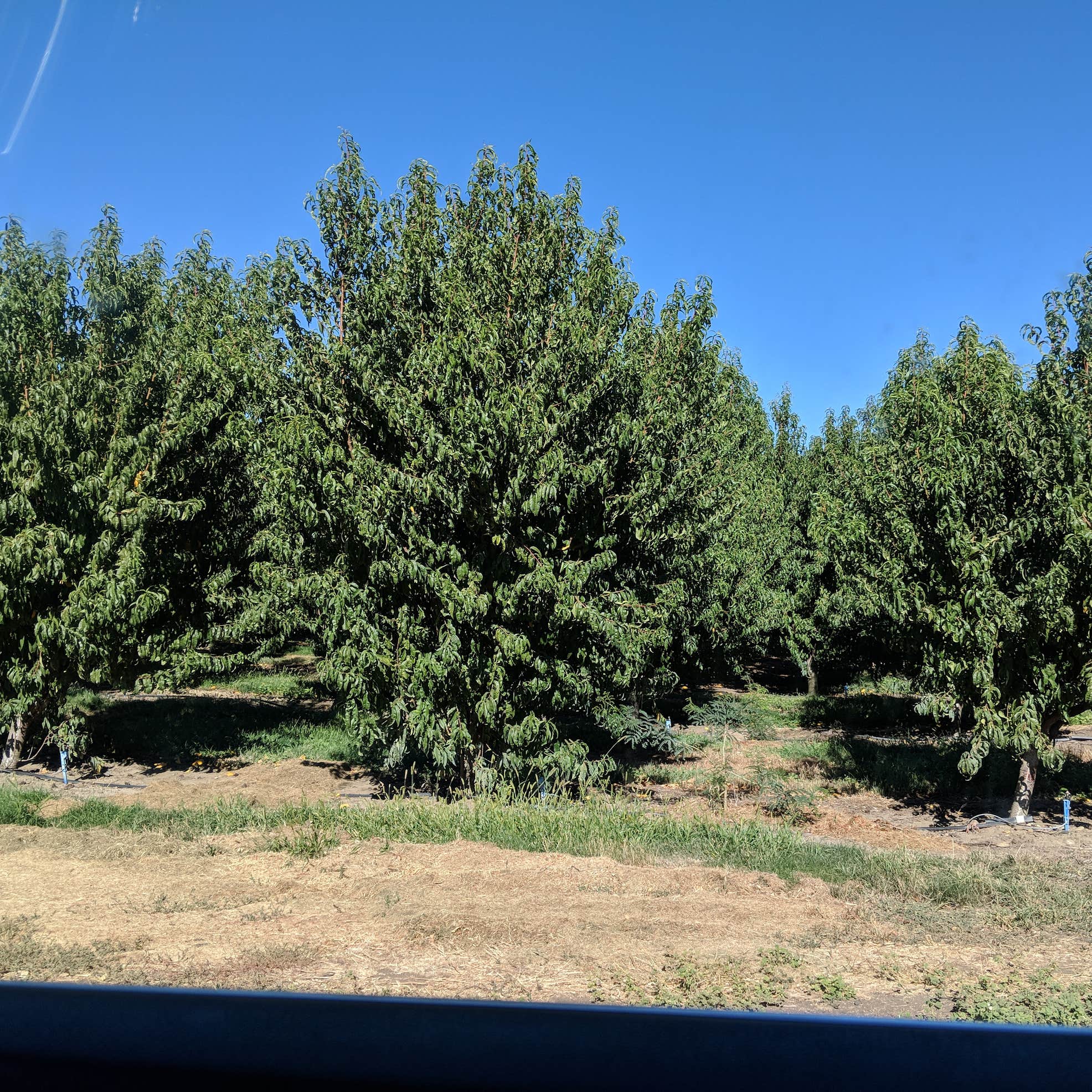 Peach Beach RV Park on the Columbia Camping | The Dyrt