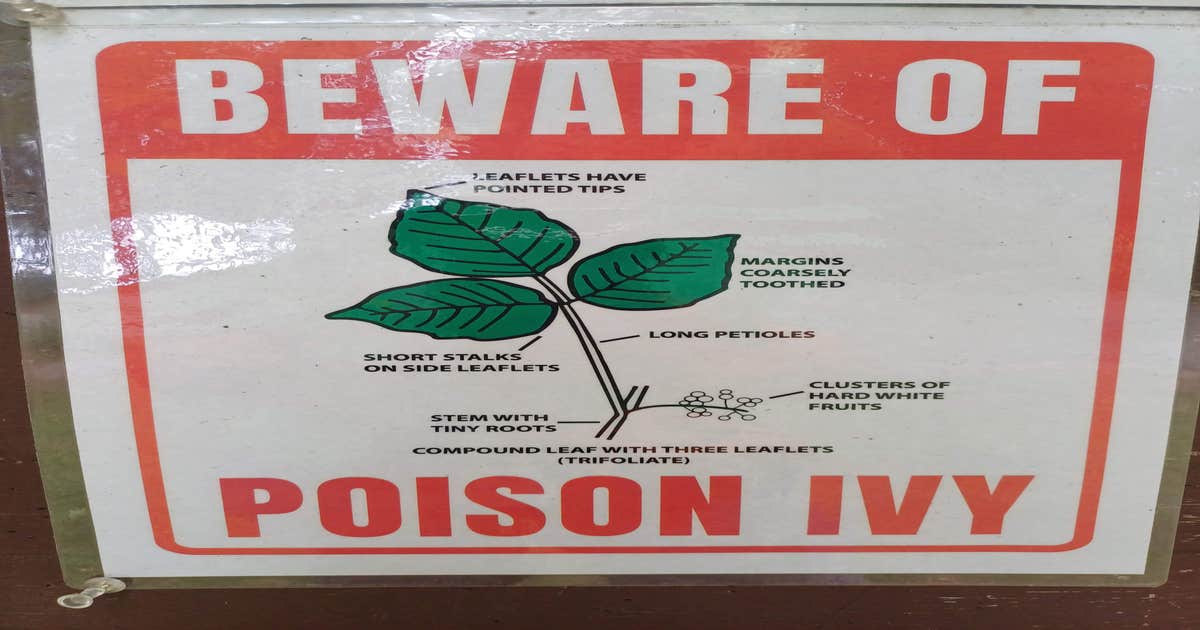 Point Beach State Forest Camping | Two Rivers, WI