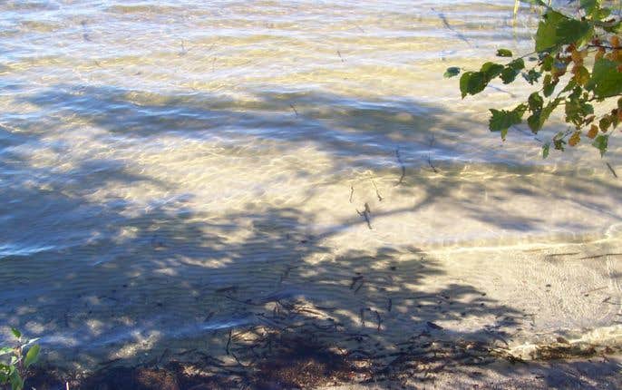 Walker Lake Preserve Camping | Dent, MN